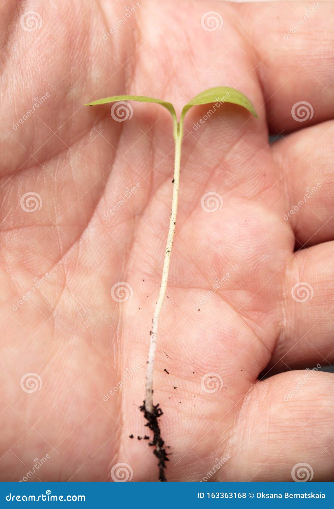 Young plant sprout in hand stock photo. Image of hand - 163363168