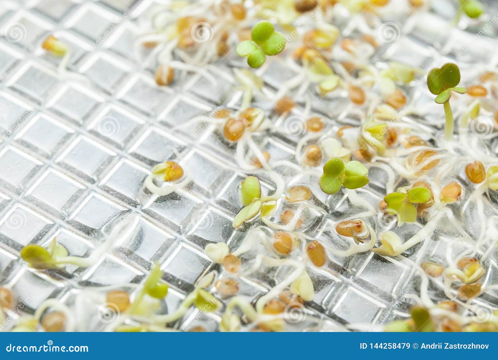 Young Plant Sprouts in Water, Empty Space for Text Stock Image - Image ...