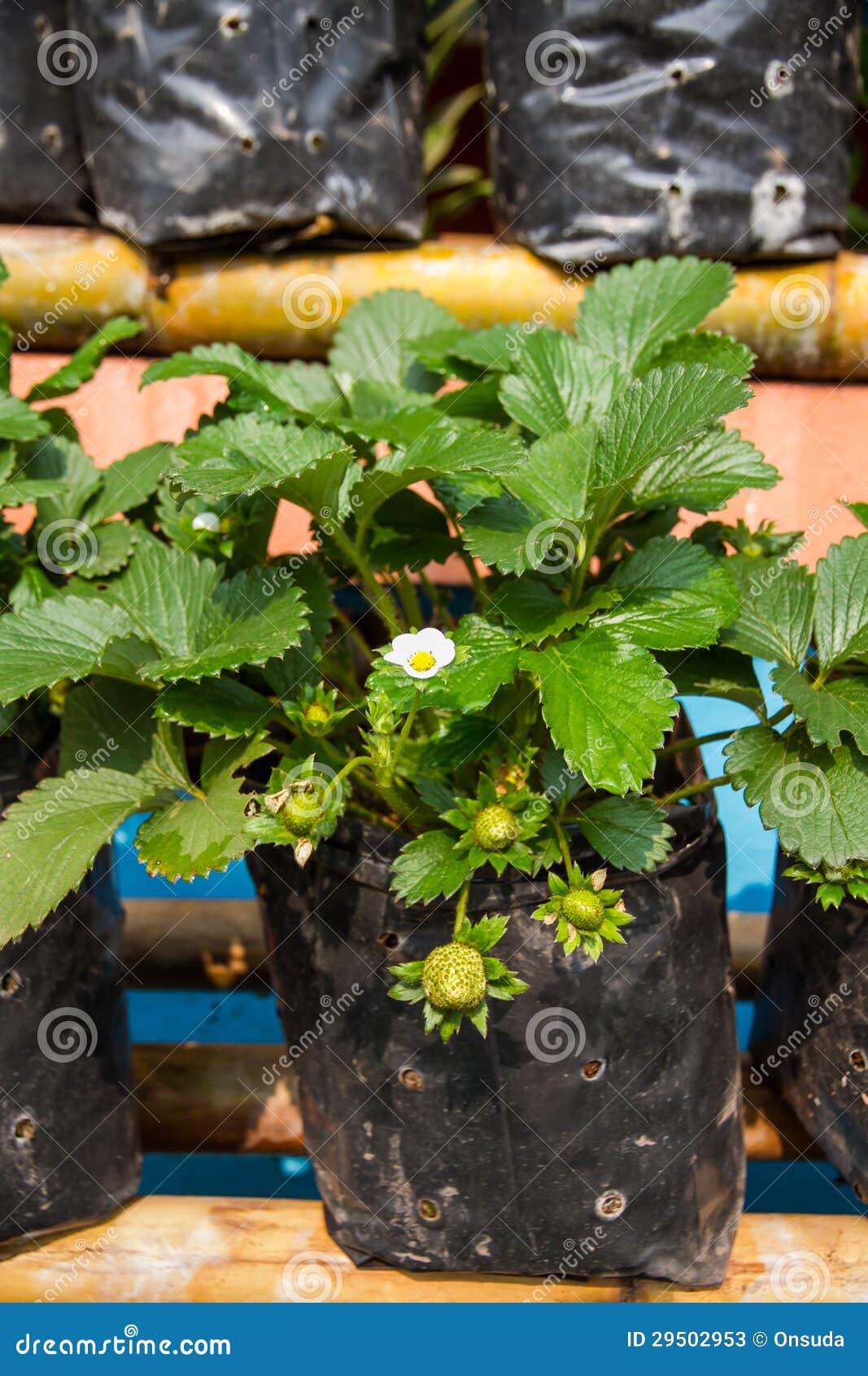 Young plant strawberry stock image. Image of harvest - 29502953