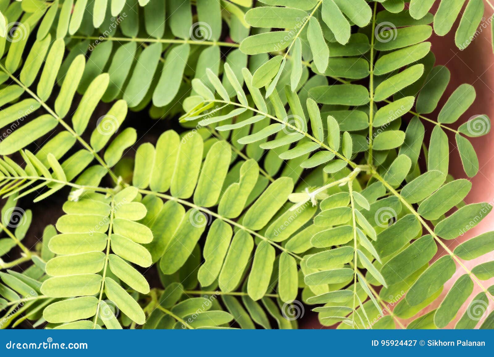 Young plant Tamarind tree stock image. Image of isolated - 95924427