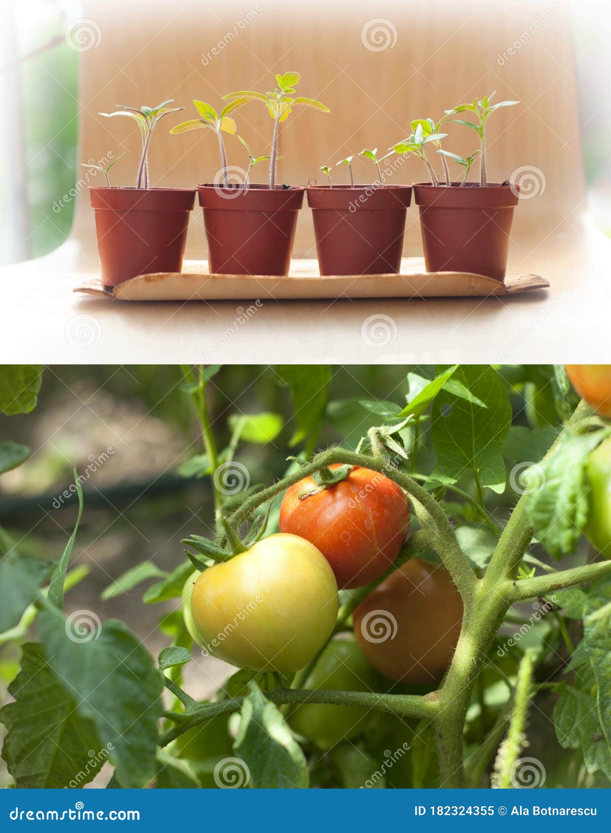 Young Plant of Tomatoes in Pots. Process of Growing Tomatoes Stock ...