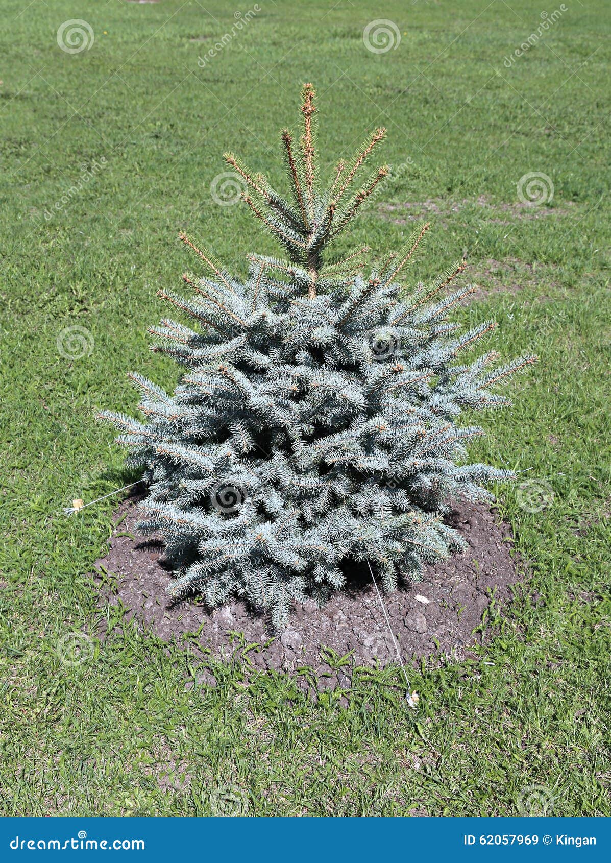 Young Planted Seedling Blue Spruce Stock Image - Image of seedlings ...