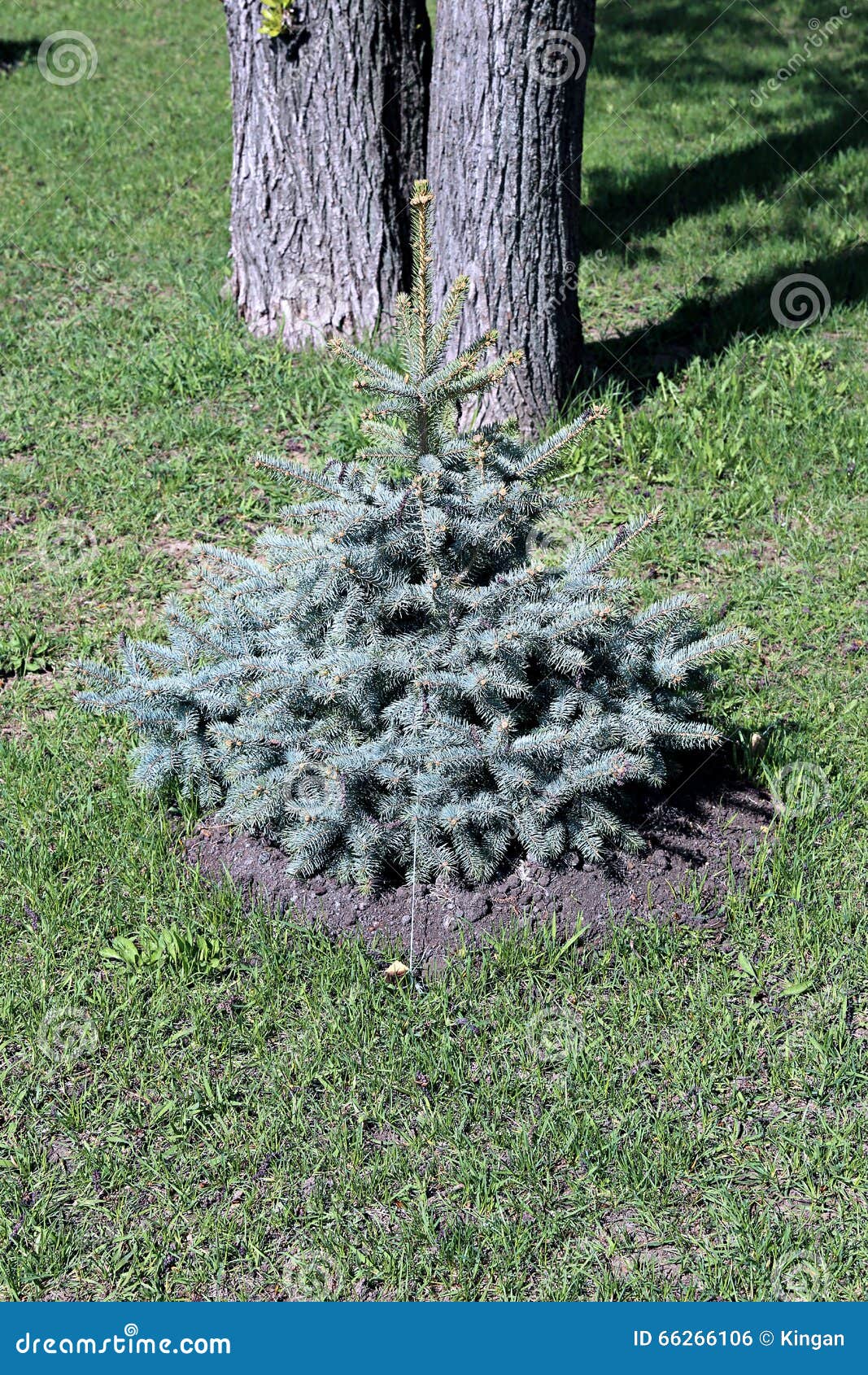 Young Planted Seedling Blue Spruce Stock Photo - Image of park ...
