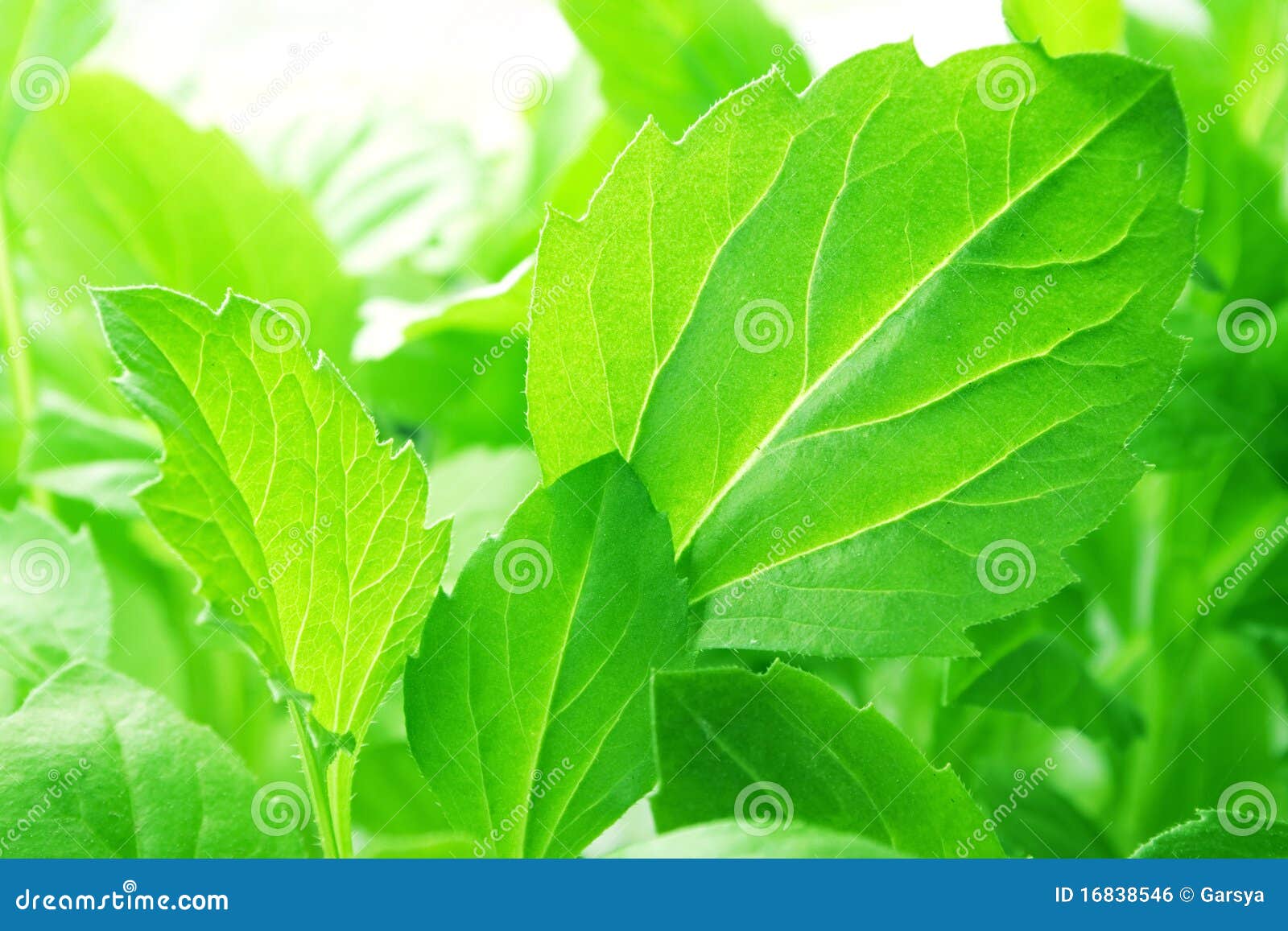Young plants stock photo. Image of healthy, concept, earth - 16838546