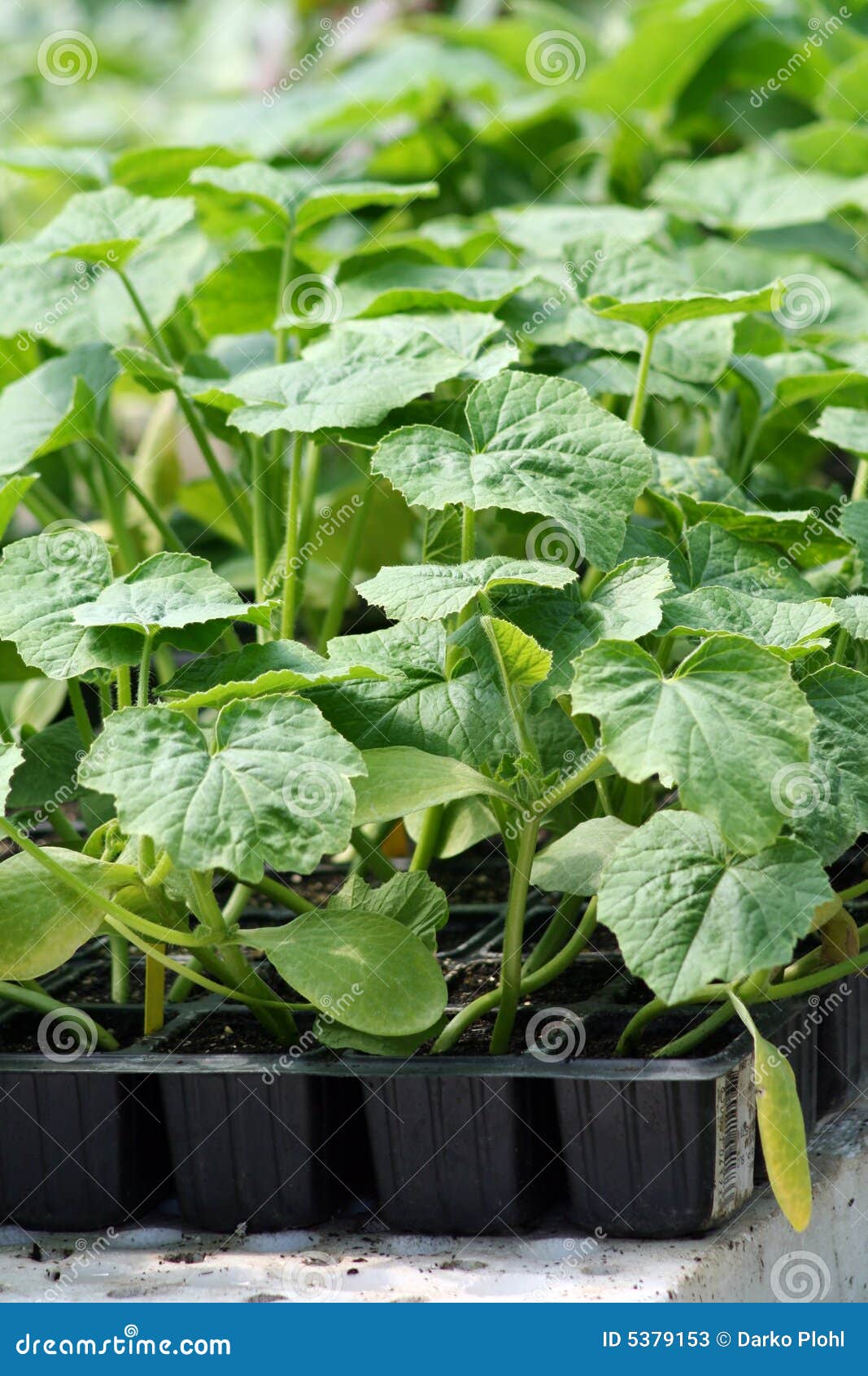 Young plants stock image. Image of plant, vegetable, early - 5379153