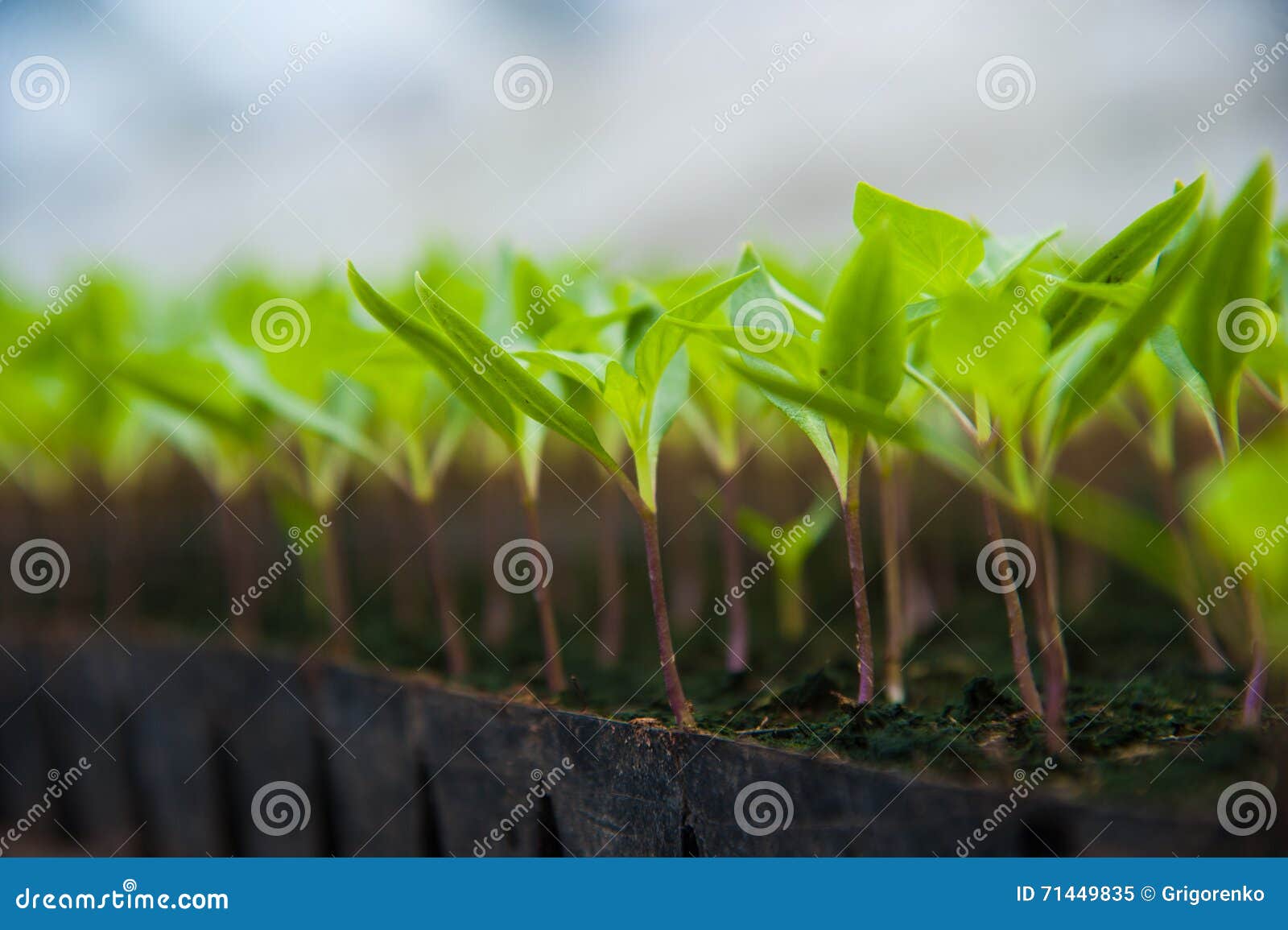 Young plants in greenhouse stock image. Image of seedling - 71449835