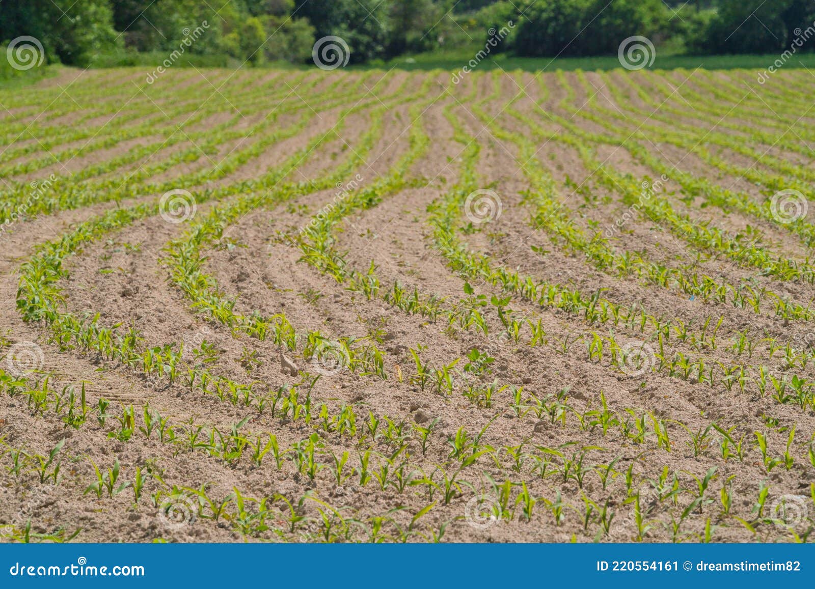 Young Plants Grow in a Row in a Field Stock Image - Image of beautiful ...