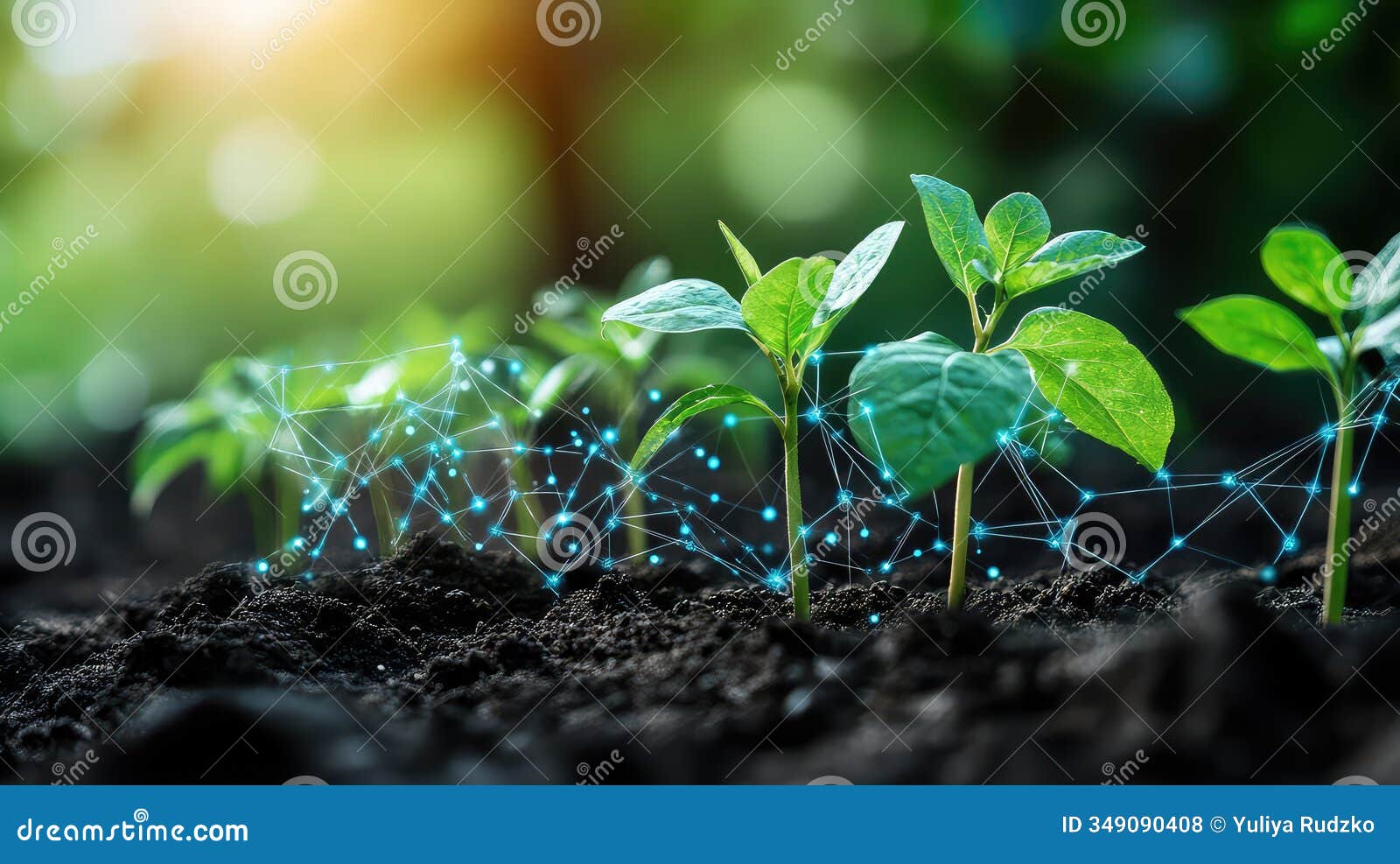 Young Plants Growing in Soil with Digital Network Connections ...