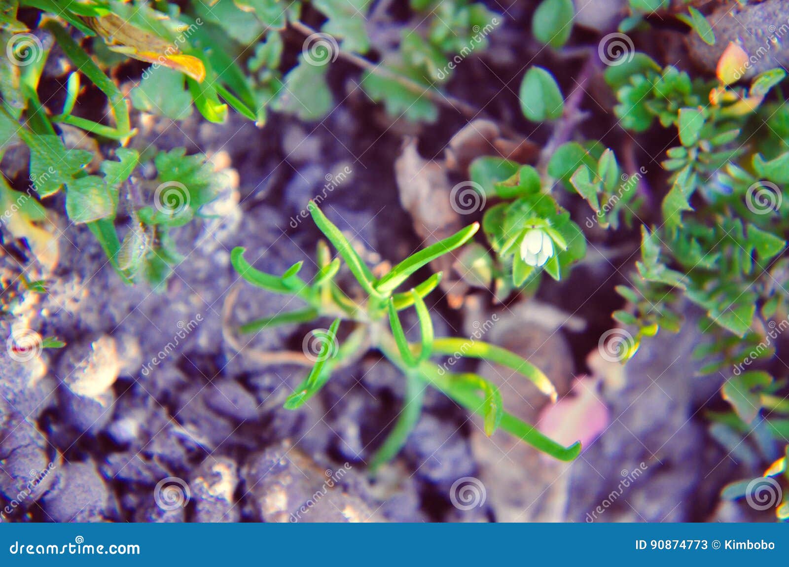 Young Plants Growth at Spring Time Stock Image - Image of land ...