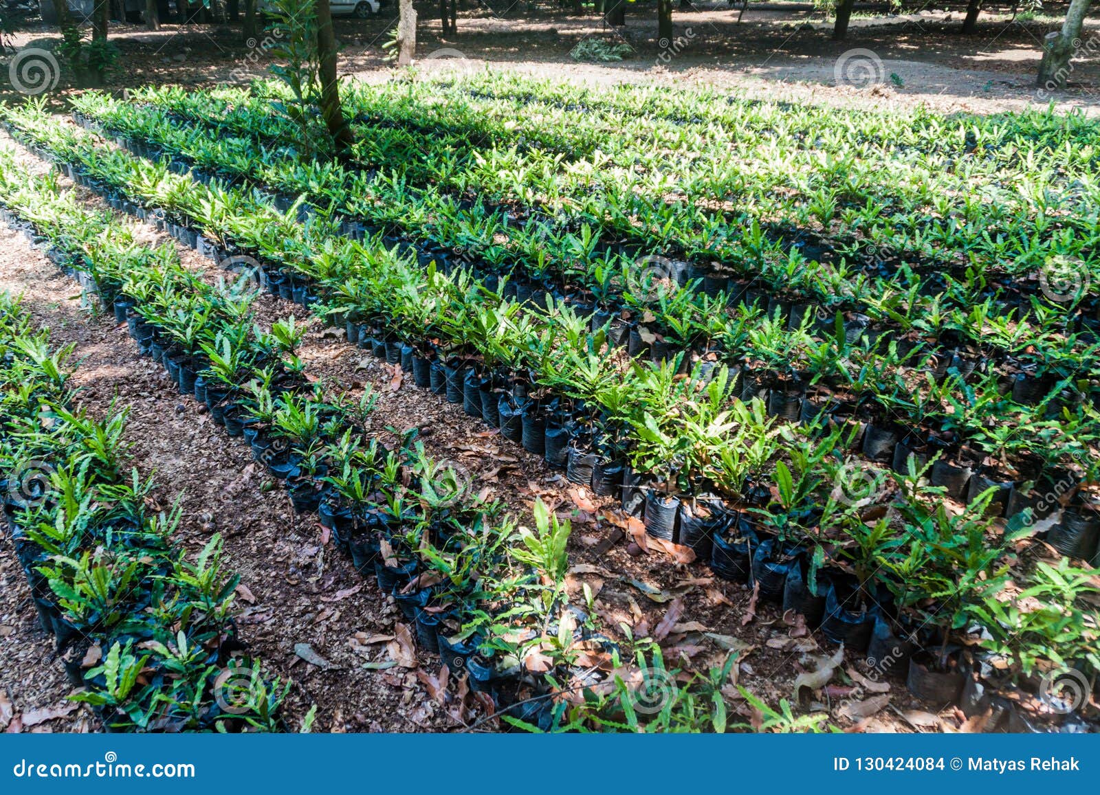 Young Plants of Macadamia Trees, Guatema Stock Photo - Image of farm ...