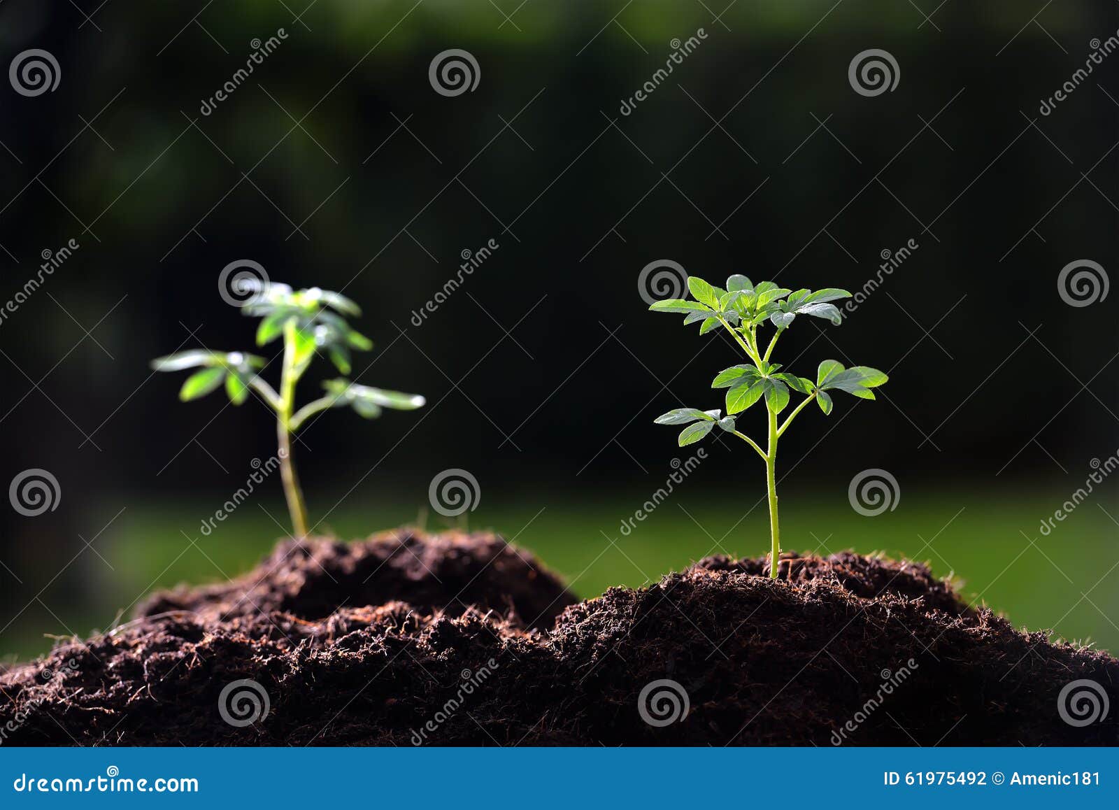Young plants stock photo. Image of country, focus, baby - 61975492