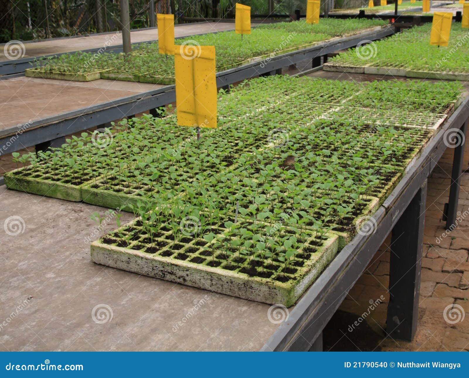 Young plants in nursery stock photo. Image of growing - 21790540