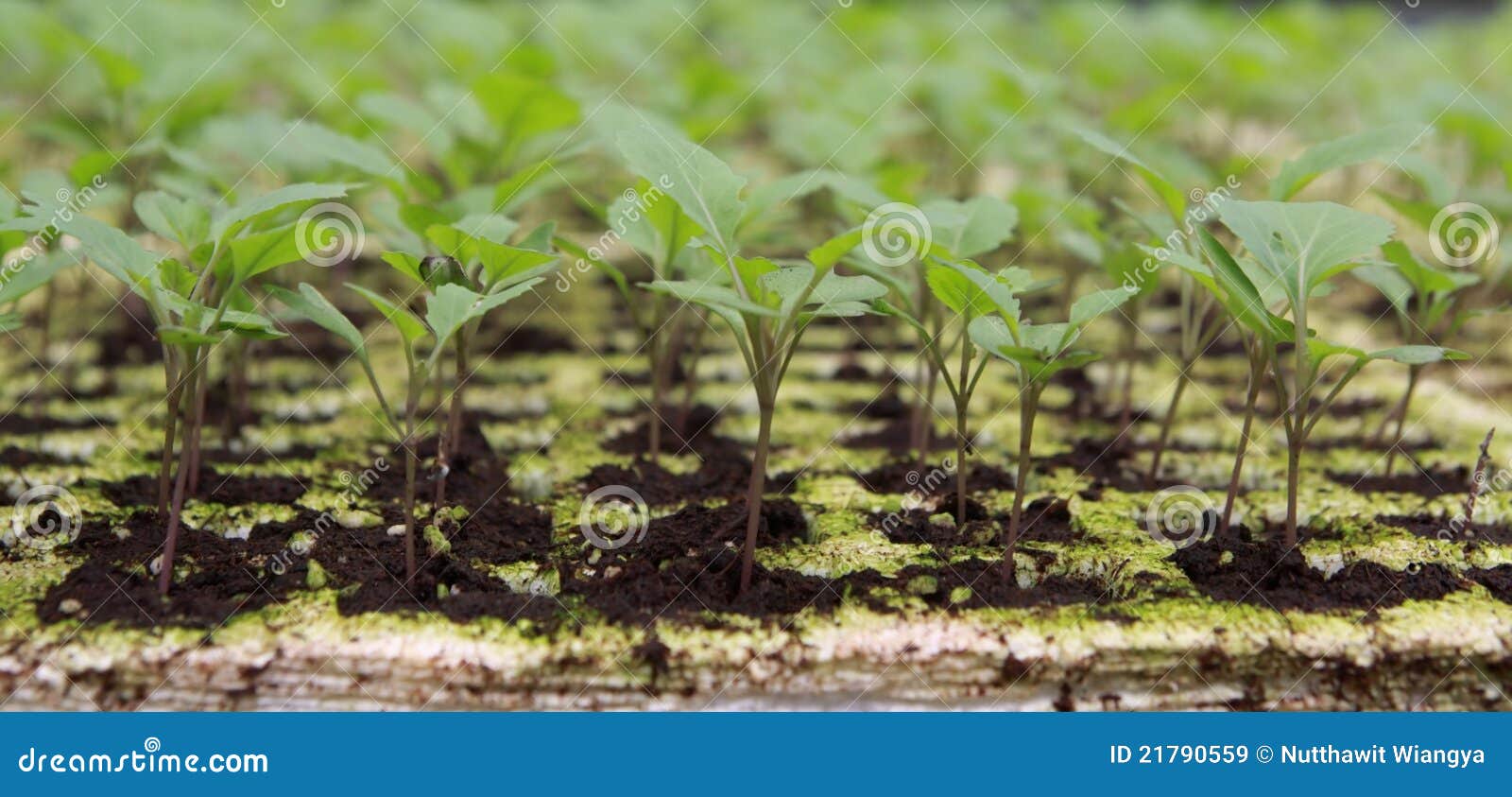 Young plants in nursery stock image. Image of greenhouse - 21790559