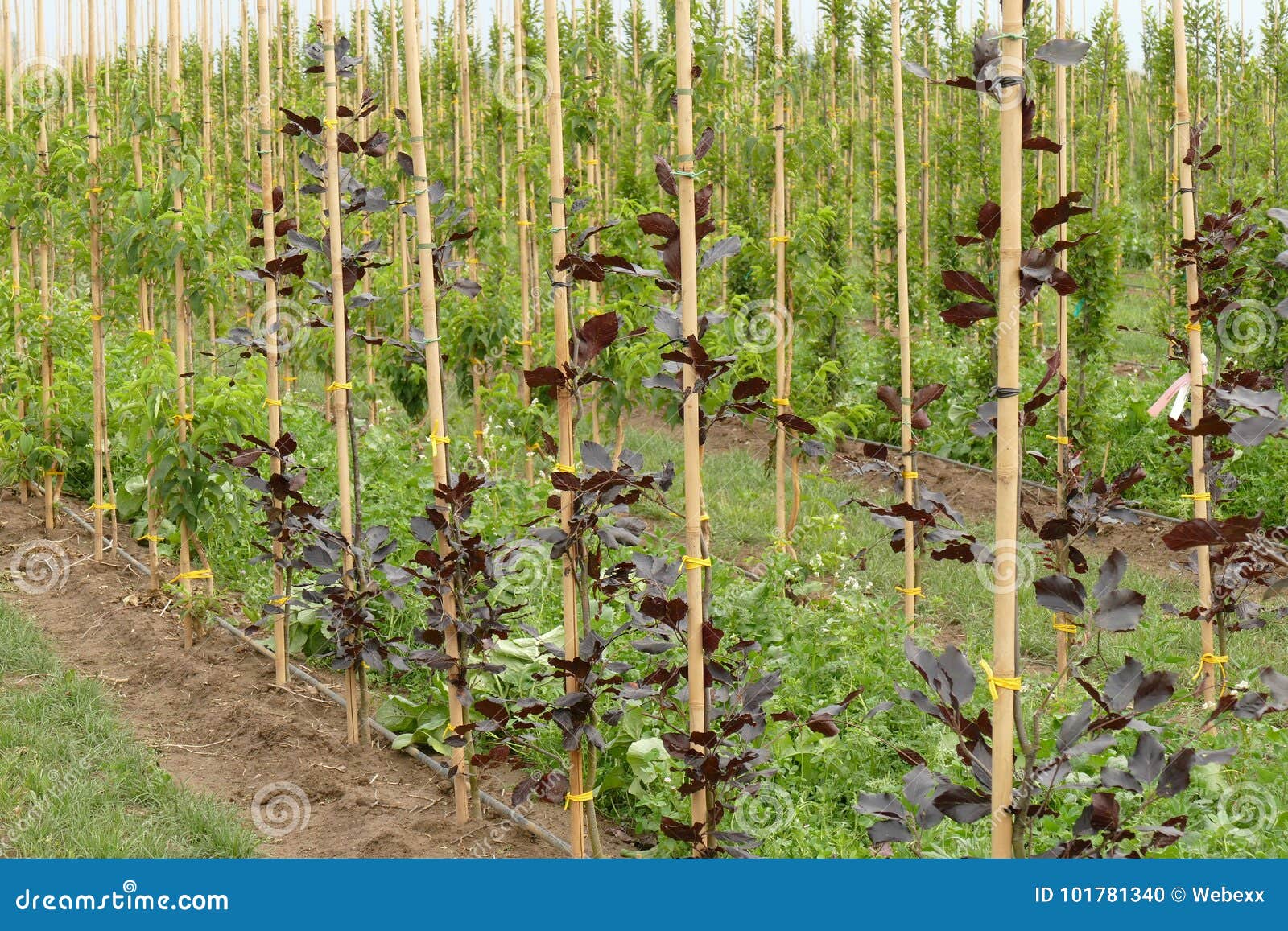 Young plants in a nursery stock photo. Image of staffs - 101781340