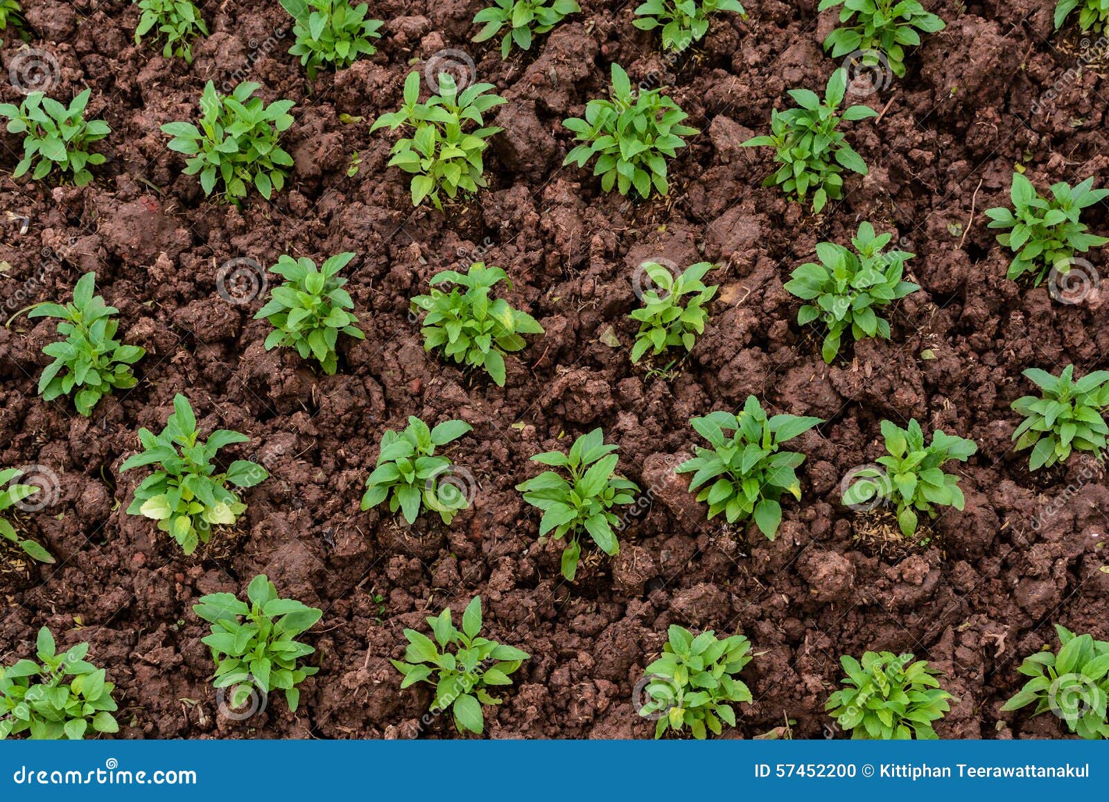 Young Plants Seedlings in Soil Stock Photo - Image of flowers, plants ...