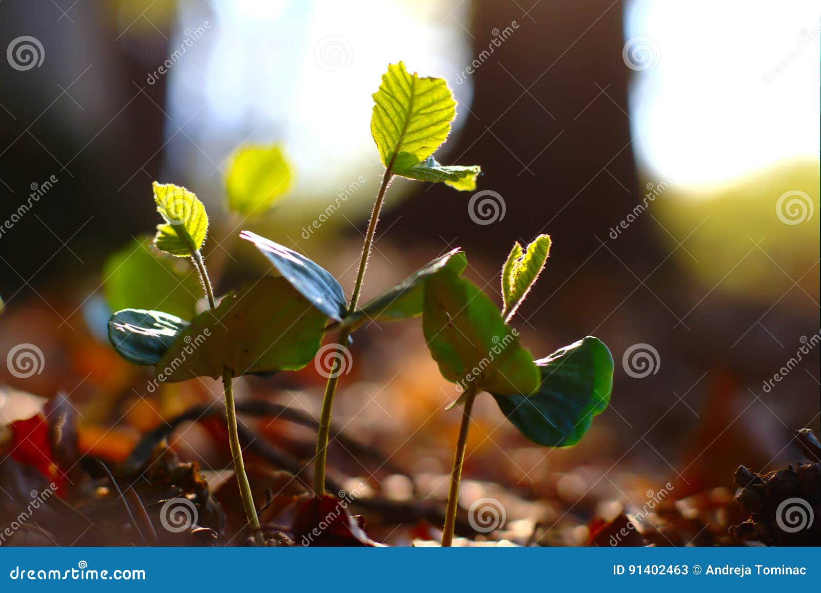 Young Plants in Spring Forest Stock Image - Image of sprouts, life ...