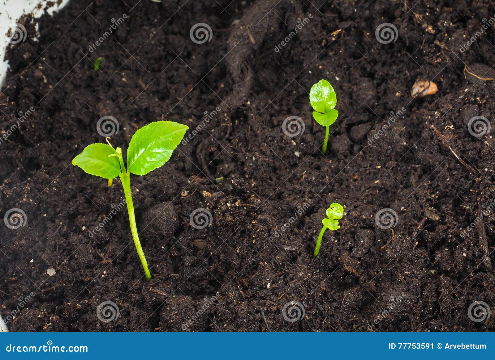 Young Plants Sprouting at Closeup Stock Image - Image of sprouts, green ...