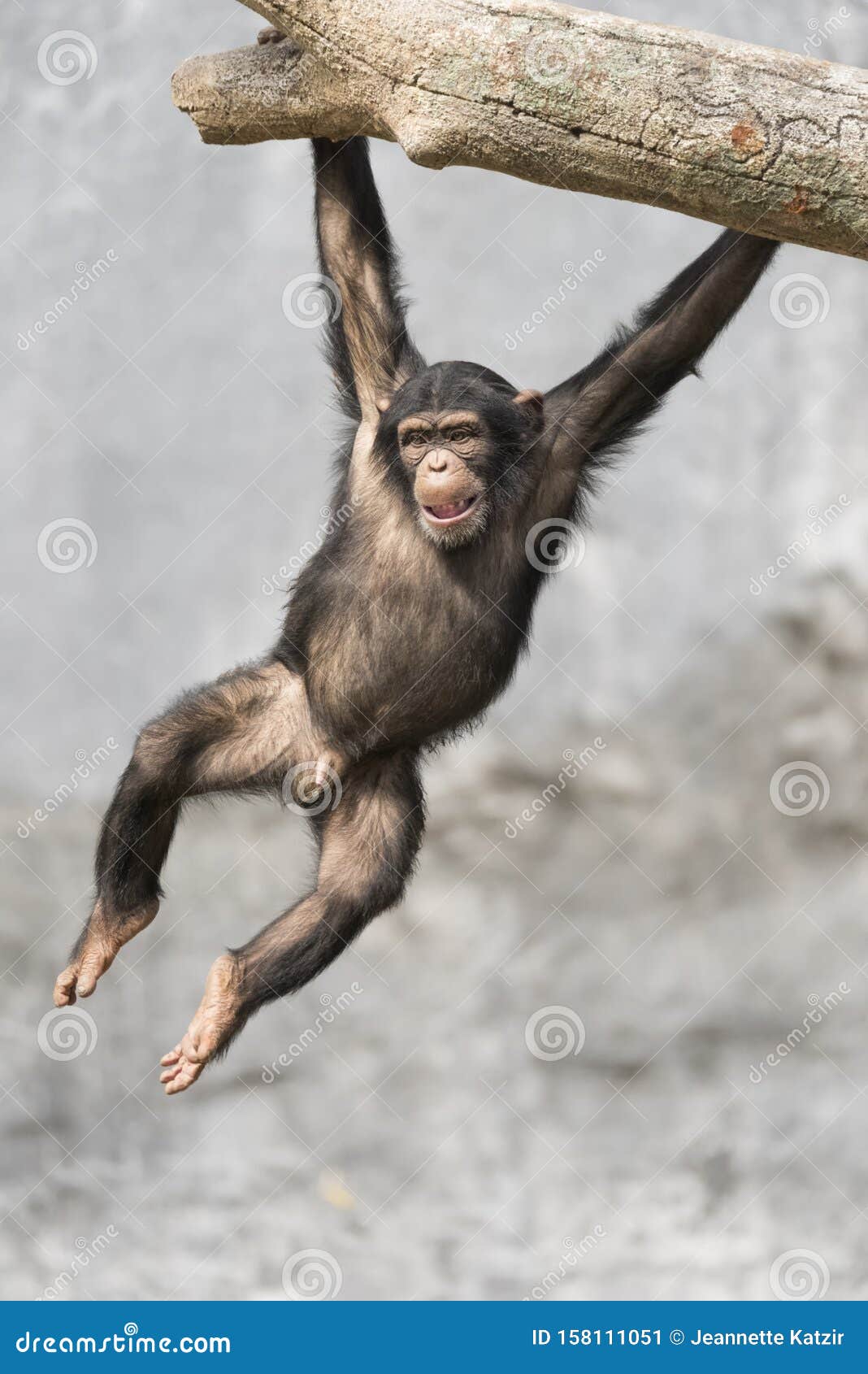 Young Playful Chimpanzee Hanging Off a Tree Branch with Two Hands Stock ...