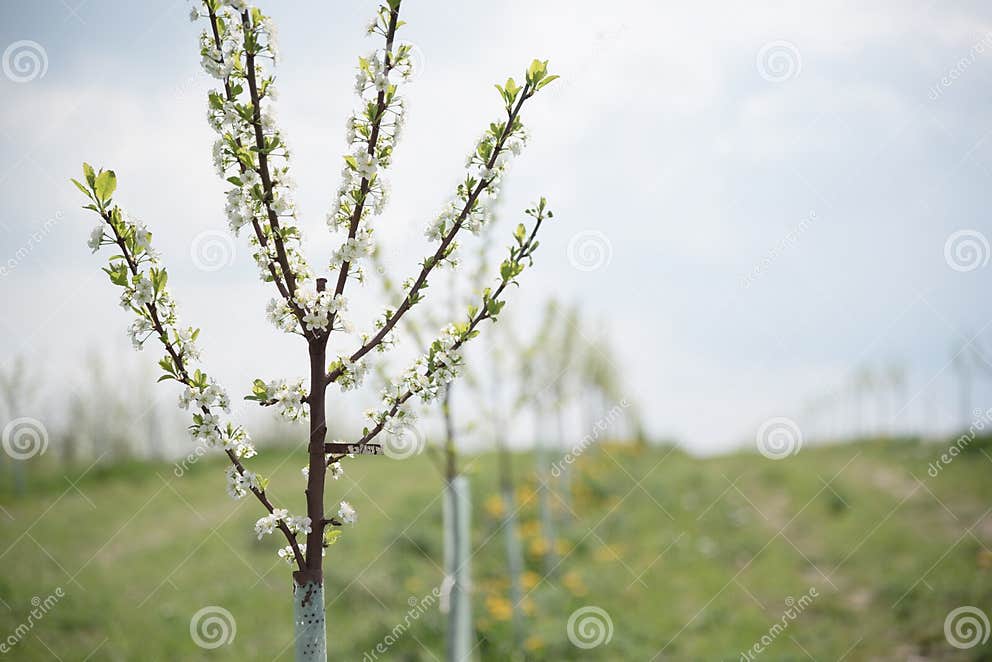Young plum trees stock photo. Image of organic, landscape - 62201588