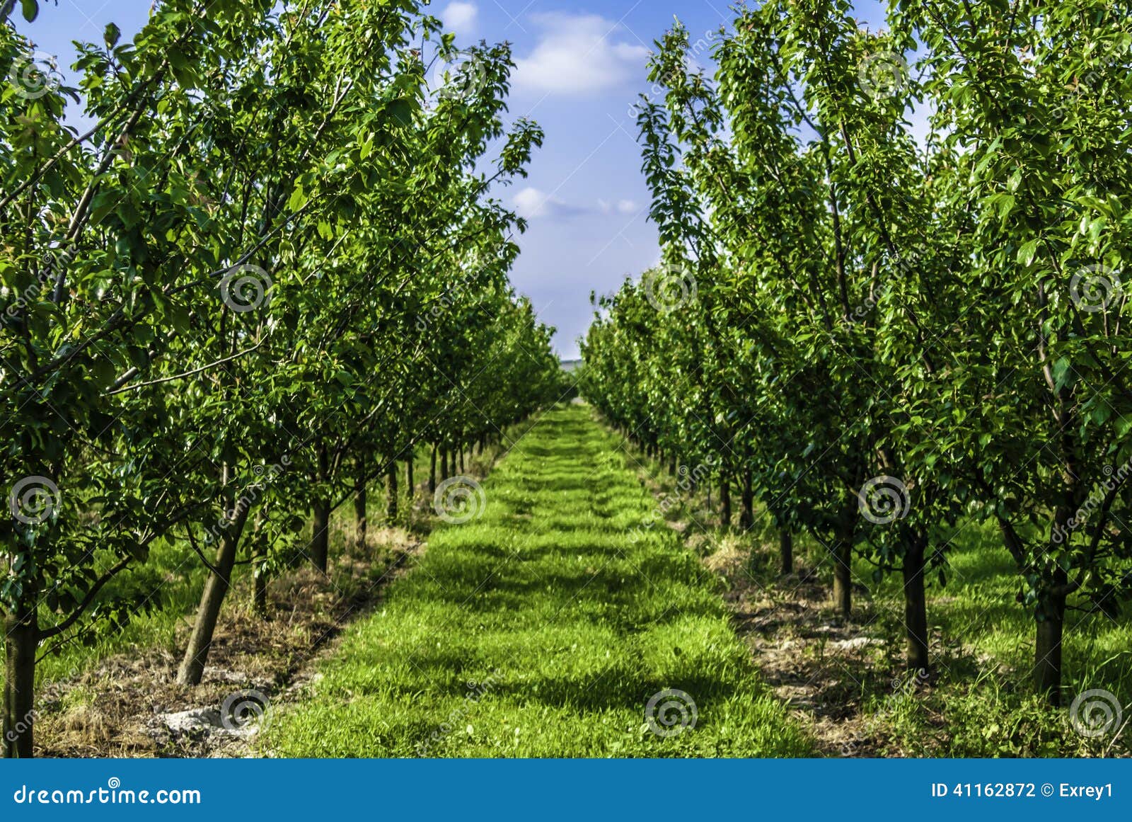 Young plum trees in a raw stock photo. Image of planted - 41162872