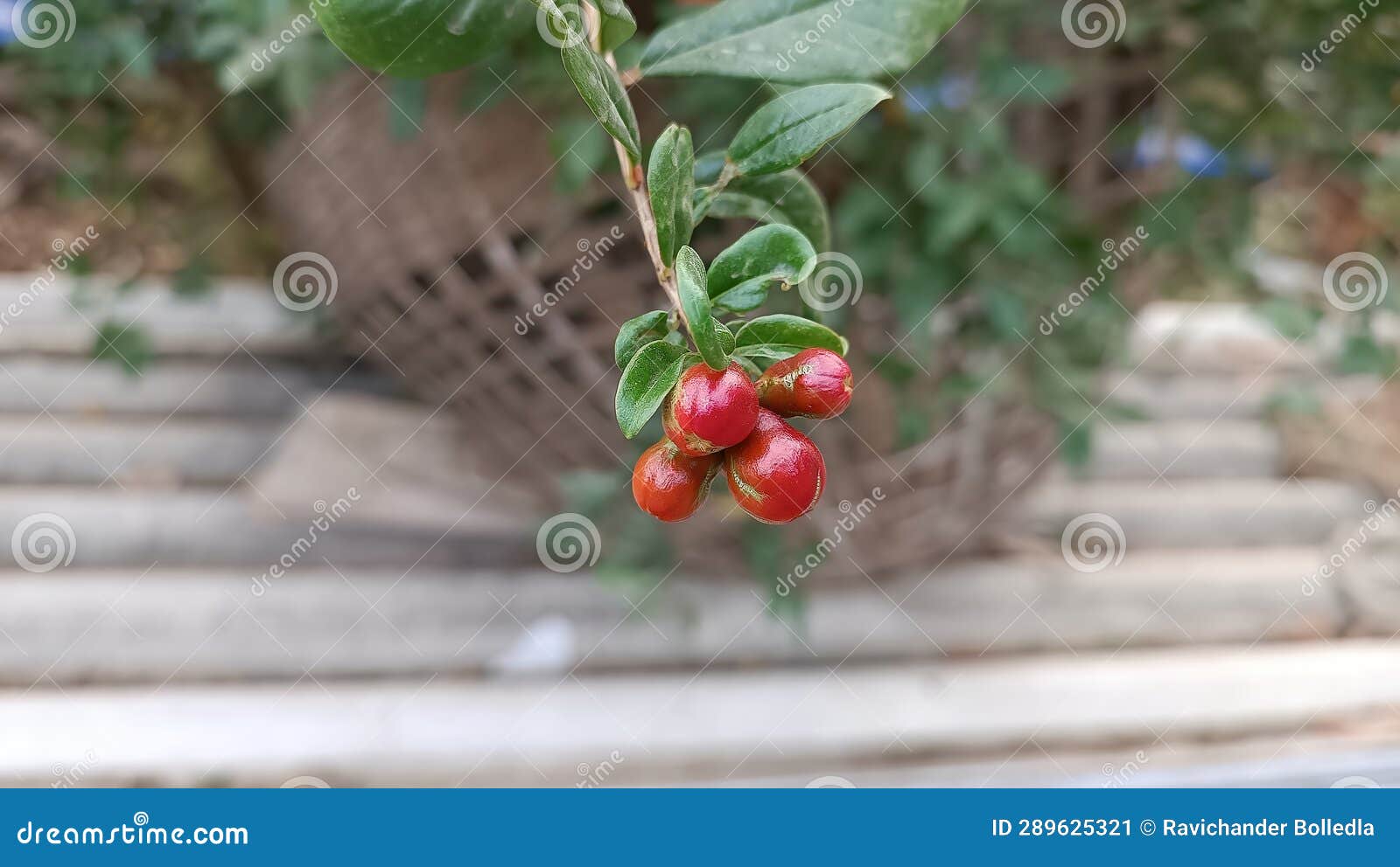 Young Pomegranate Bubs Close Up on Tree with Some Leaves. Stock Image ...