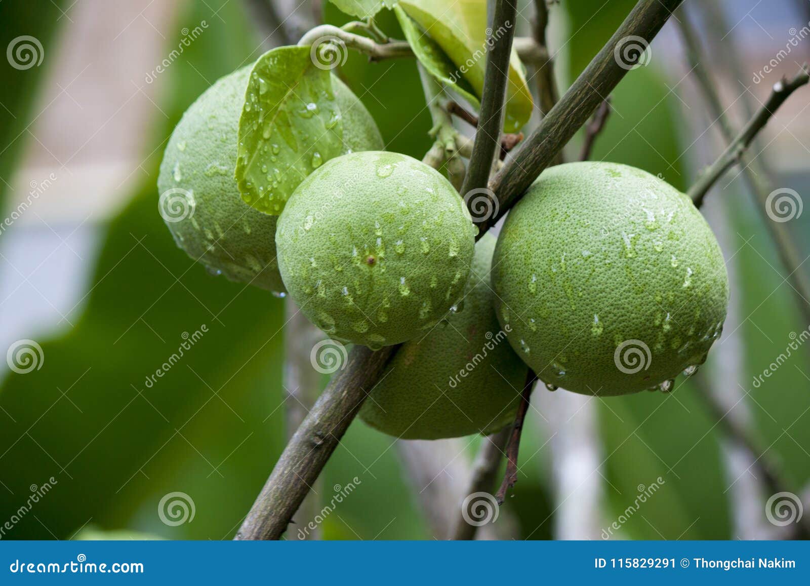 Young of Pomelo fruit. stock image. Image of hang, drop - 115829291