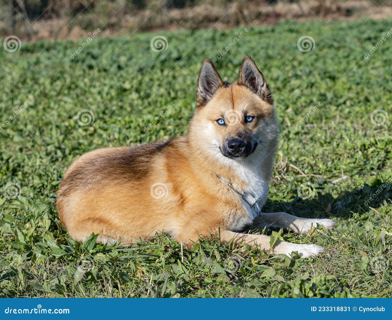 Young Pomsky Training in the Nature Stock Image - Image of competition ...
