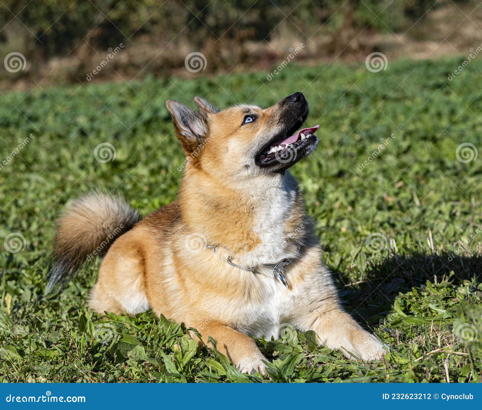 Young Pomsky Training in the Nature Stock Photo - Image of purebred ...