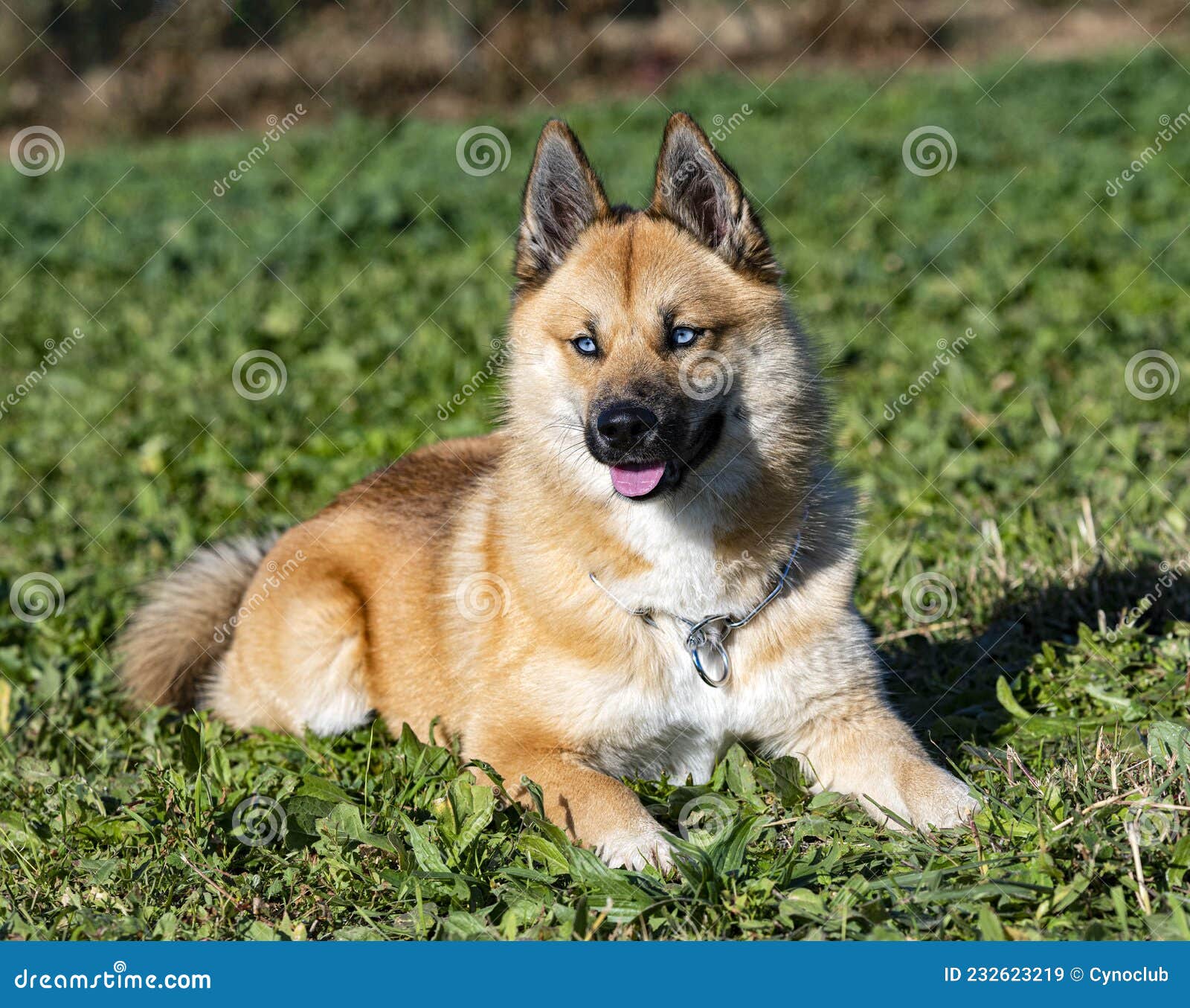 Young Pomsky Training in the Nature Stock Image - Image of siberian ...