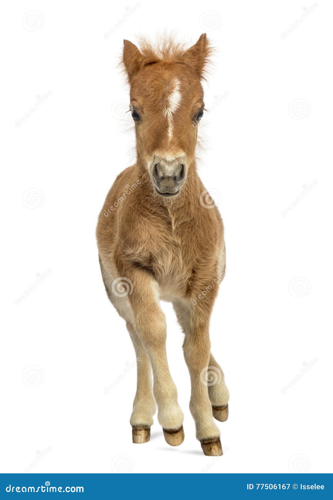 200 Foal Front View White Background Photos - Free & Royalty-Free Stock ...