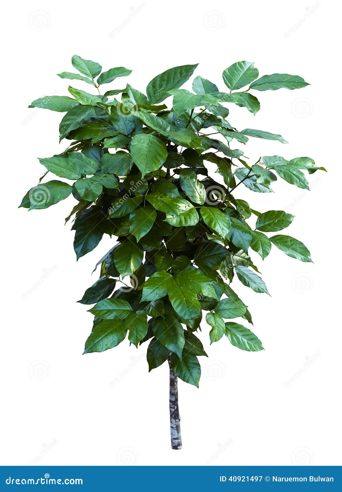 Young Pongamia Pinnata (L.) Pierre Stock Image - Image of flora ...