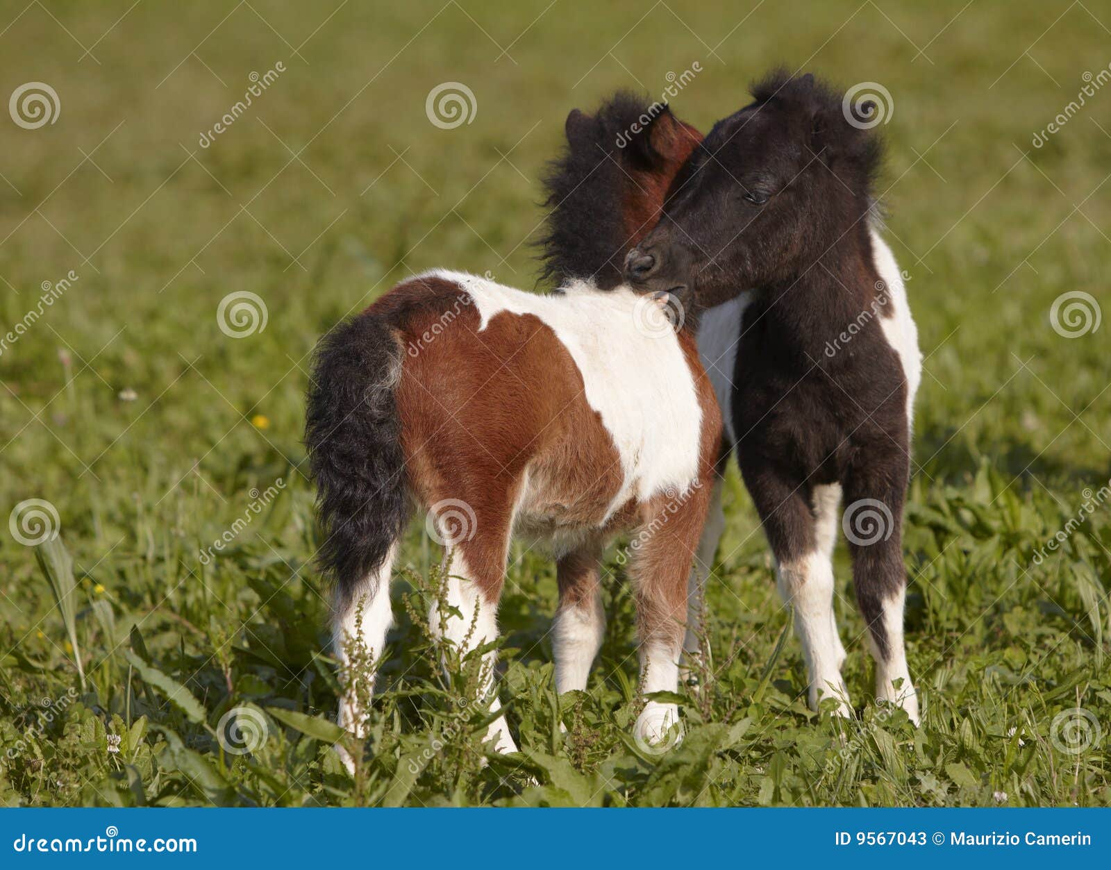 681 Ponies Playing Stock Photos - Free & Royalty-Free Stock Photos from ...