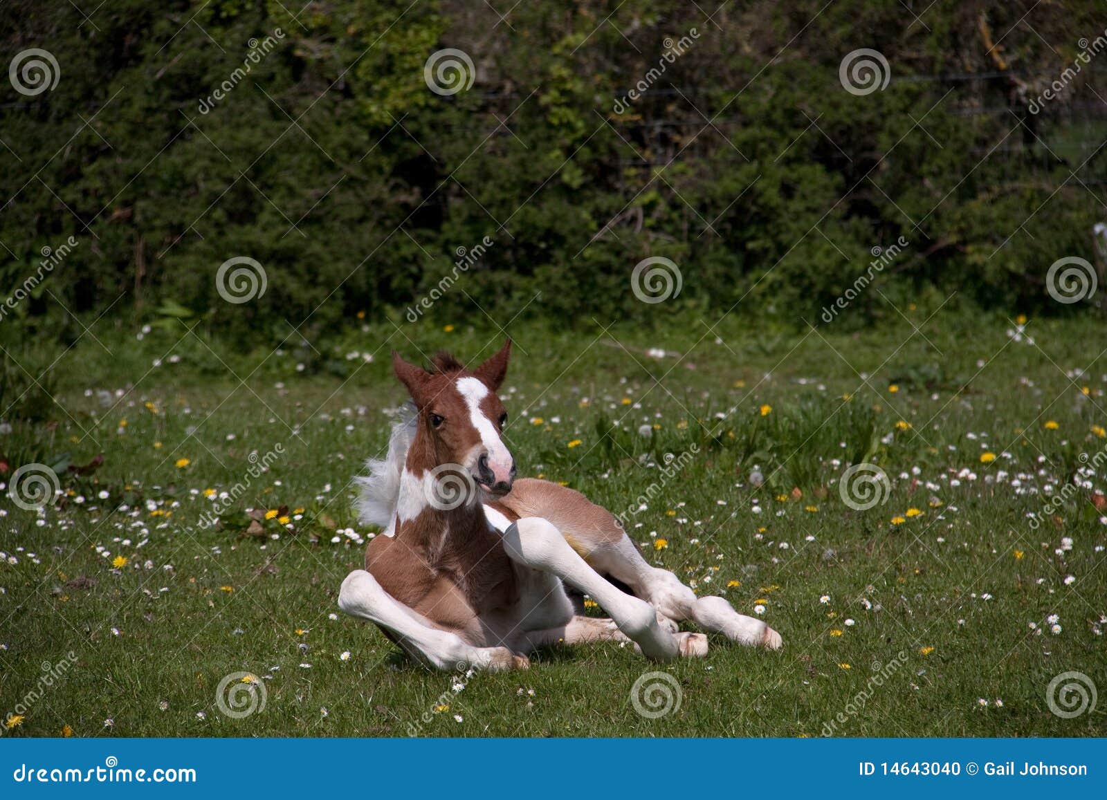 Young pony stock photo. Image of lawn, white, field, pony - 14643040
