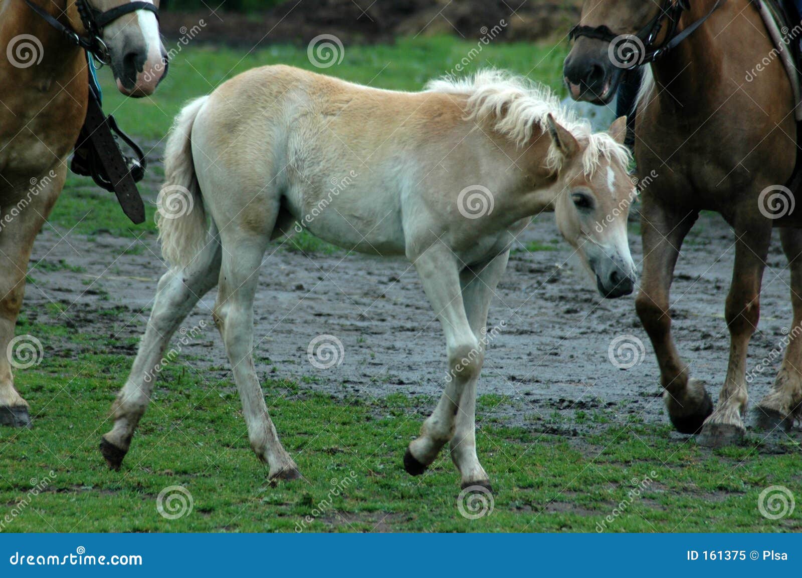 Young Pony Picture. Image: 161375