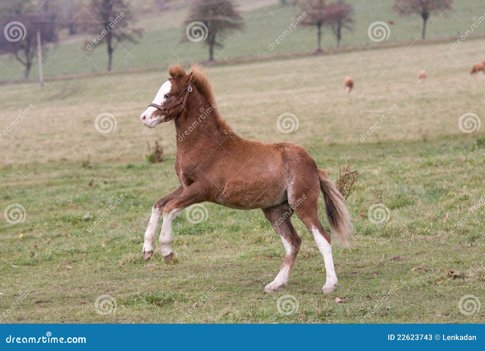 Young Pony Running on Pasture Stock Image - Image of mammal, movement ...