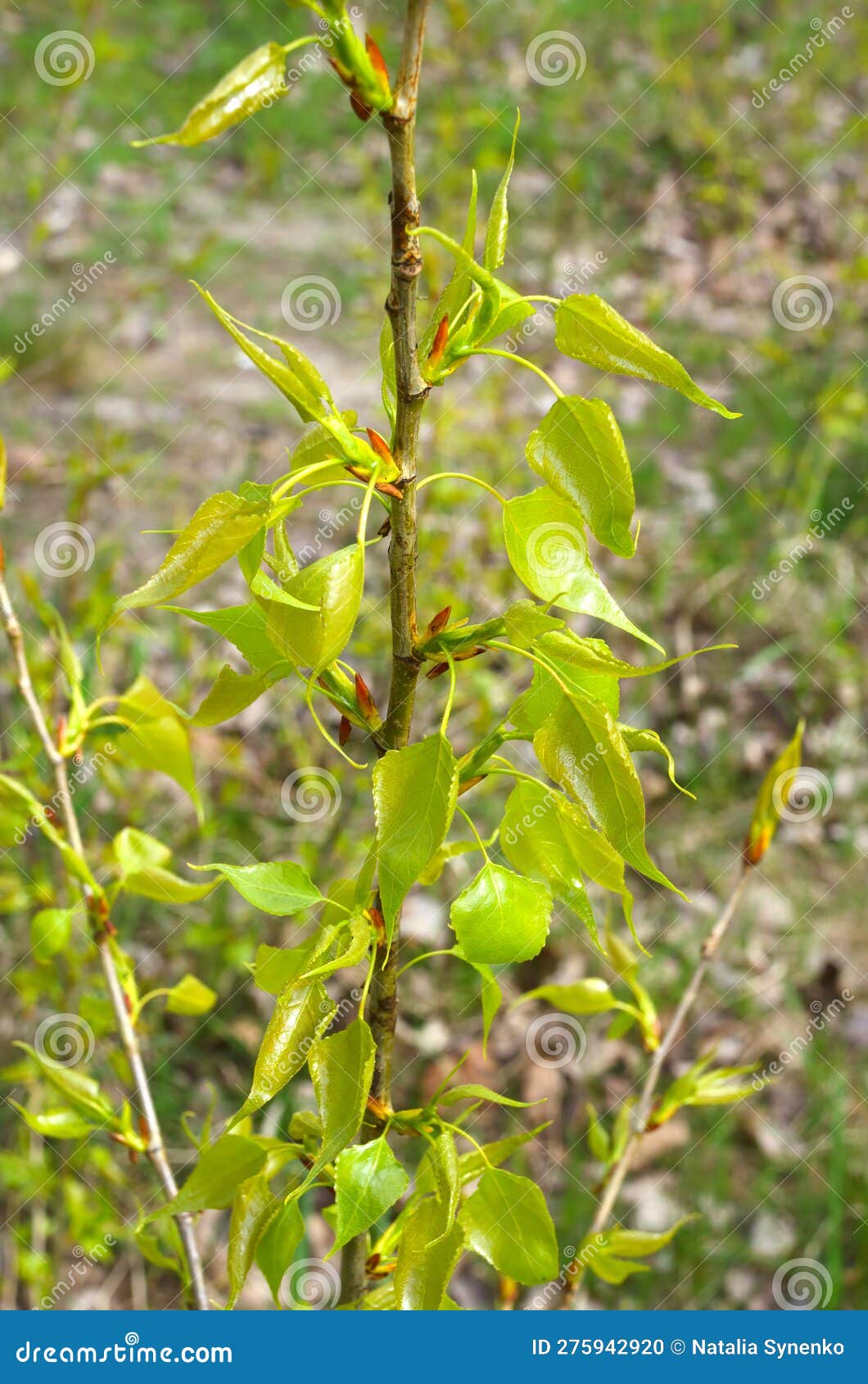 Young Poplar Sprouts in Spring Stock Photo - Image of flora, leaf ...