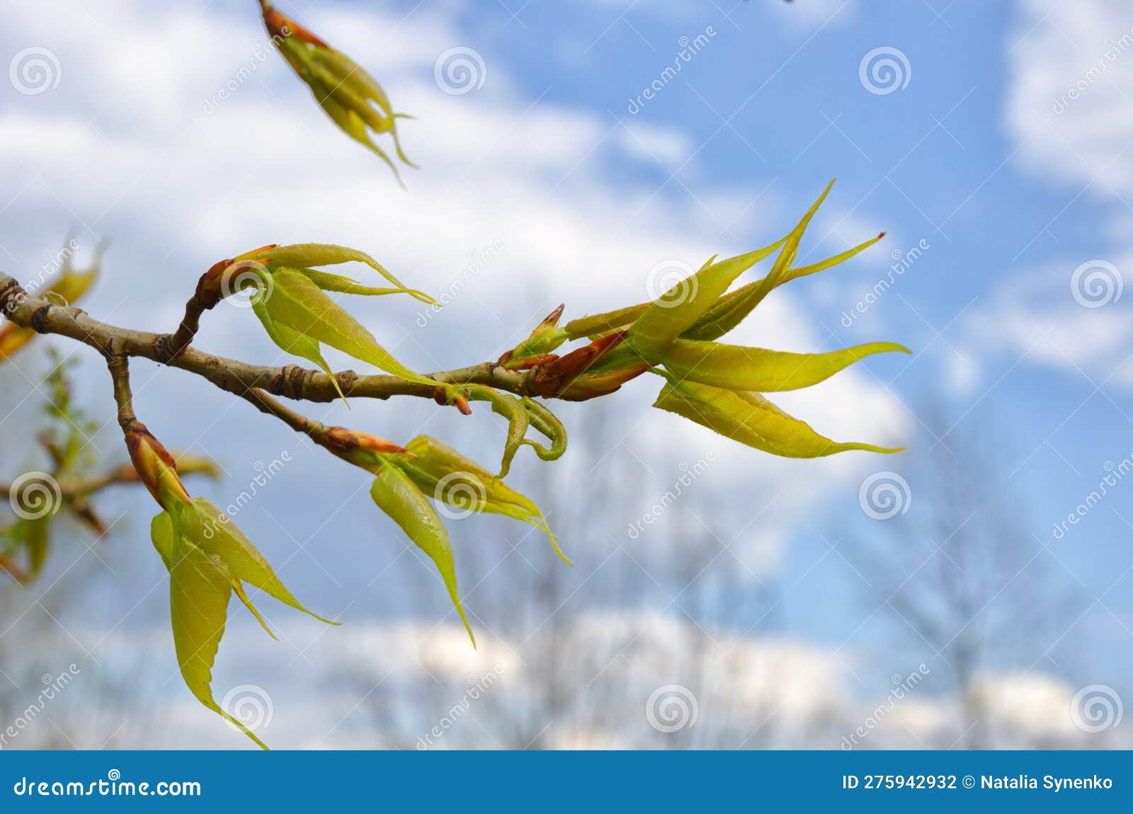 Young Poplar Sprouts in Spring Stock Photo - Image of sheet, botany ...