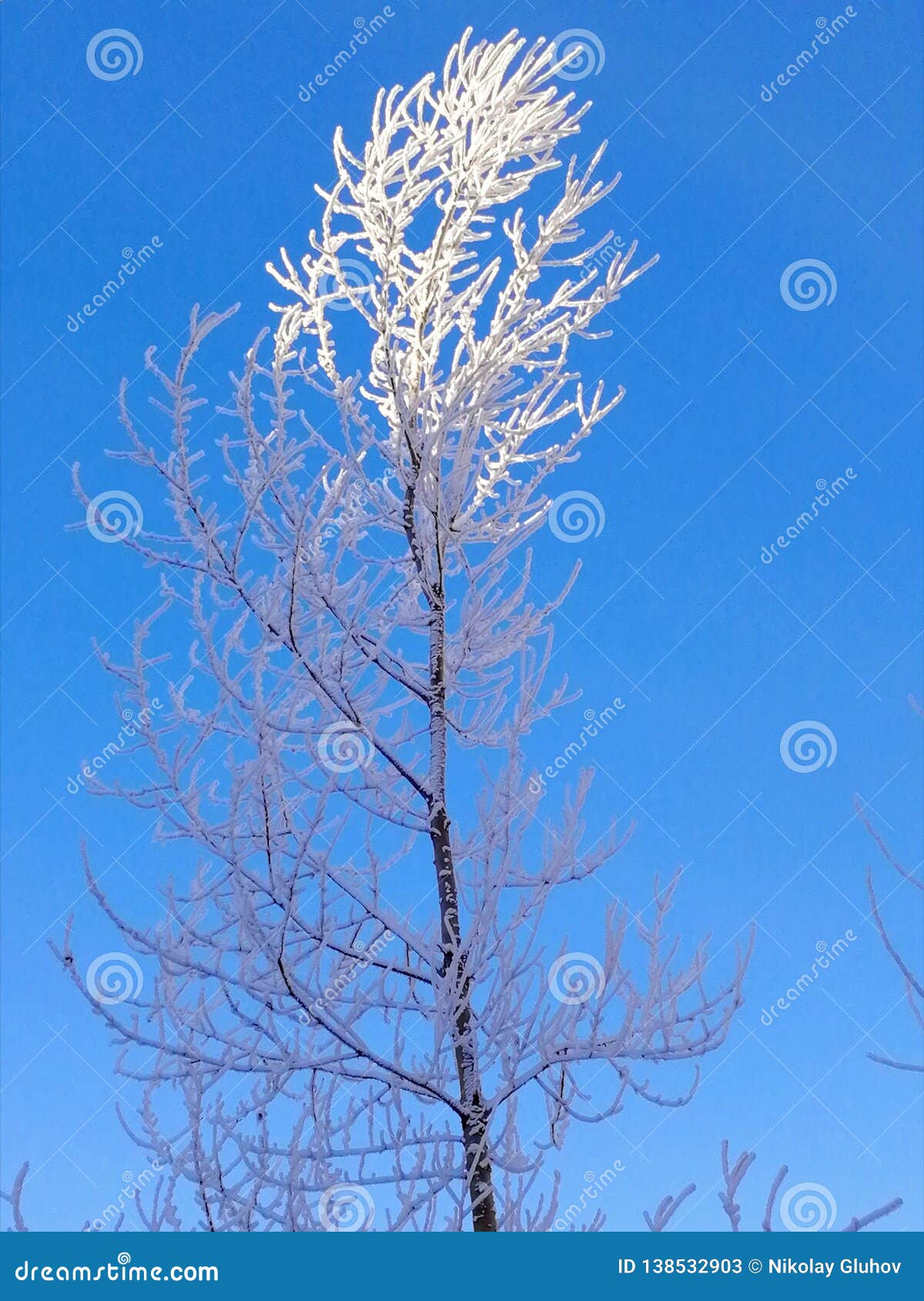 Poplar Tree Winter Stock Images - Download 2,336 Royalty Free Photos