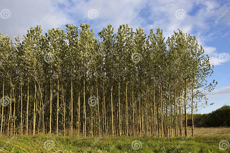 Young Poplar Trees in Summer Stock Photo - Image of poplars, nature ...
