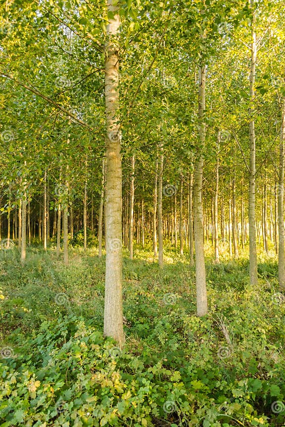 Young poplar trees stock photo. Image of light, early - 81036818