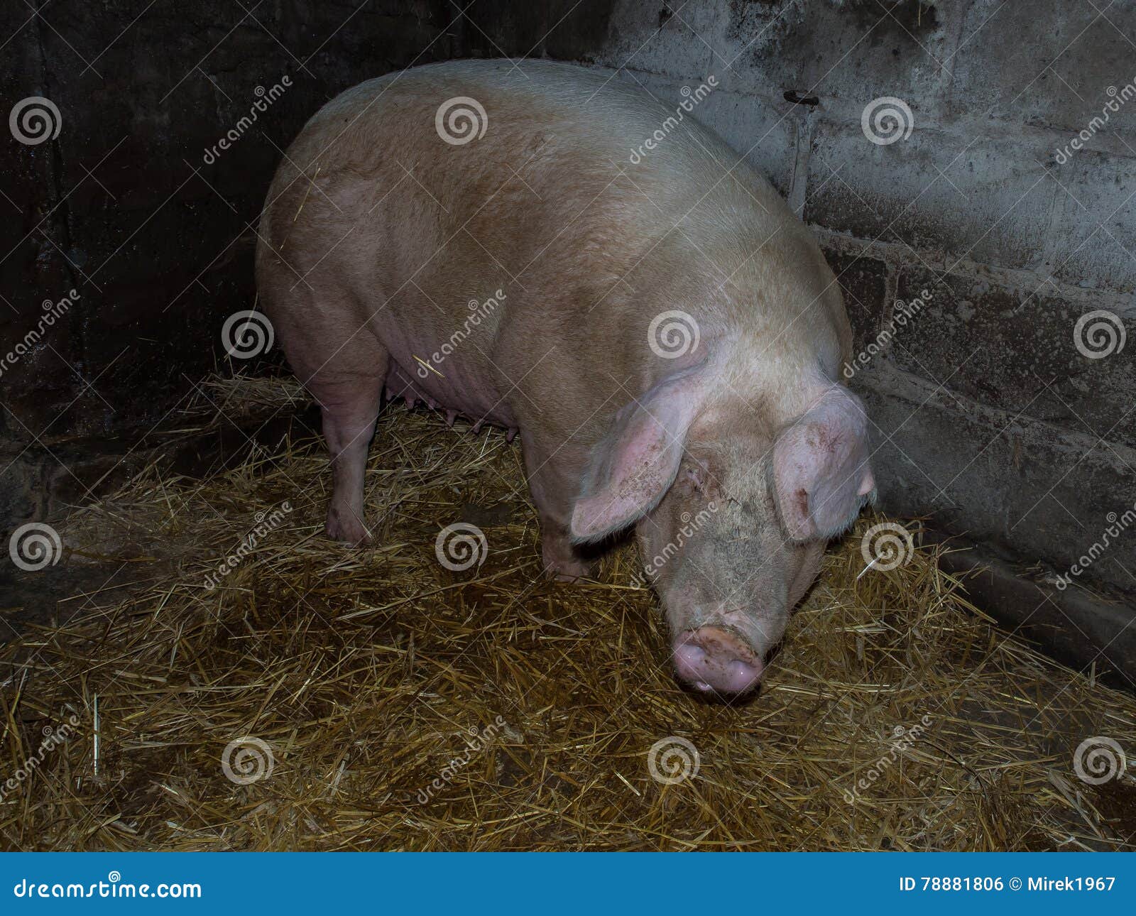 Young porker stock photo. Image of straw, fence, hungry - 78881806