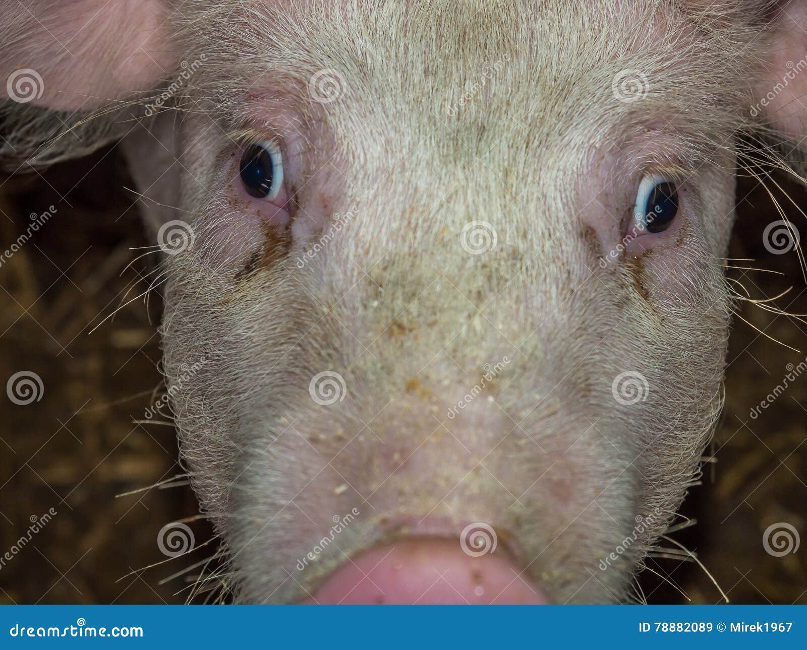 A young porker stock image. Image of small, born, straight - 78882089