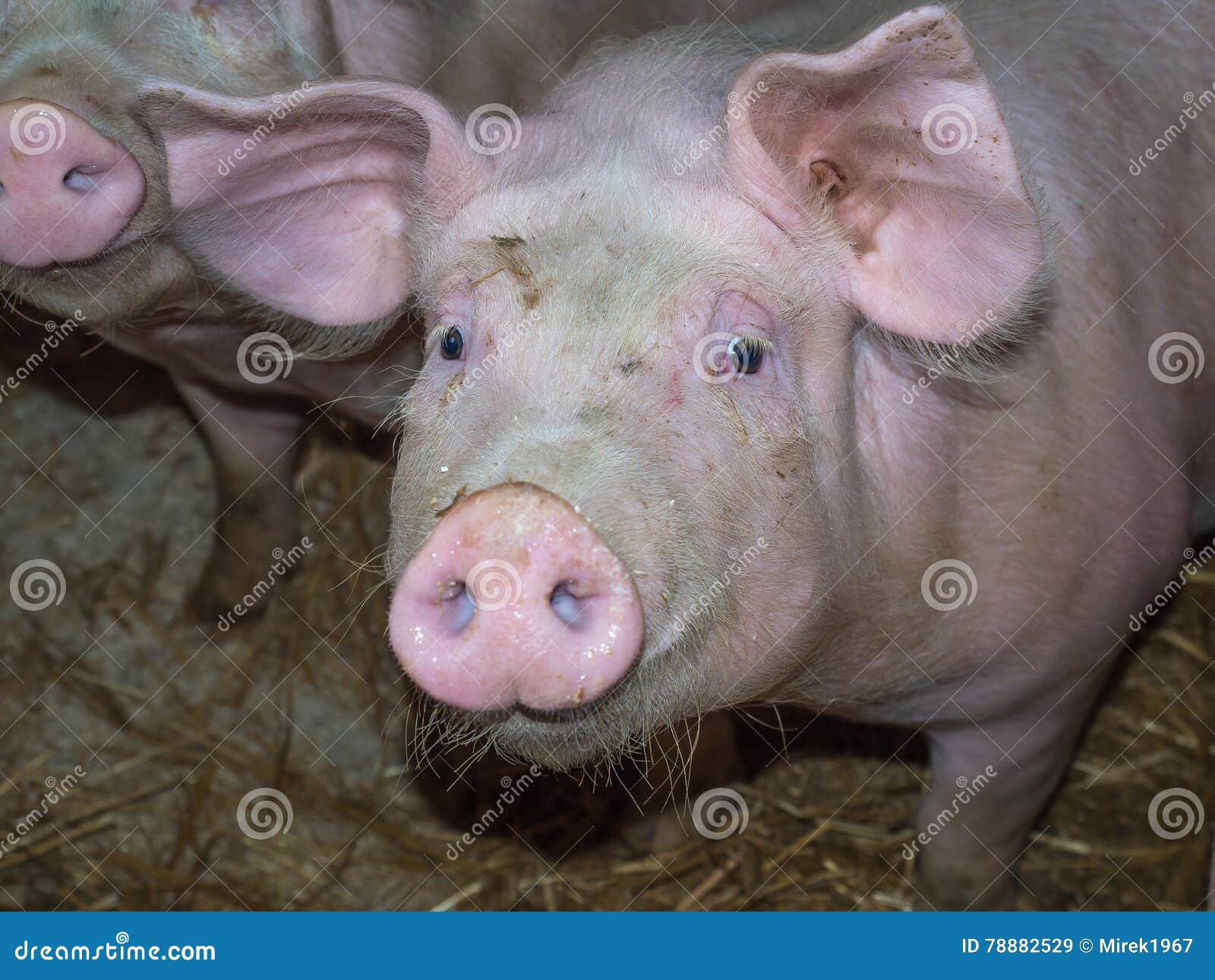 A young porker stock image. Image of grooming, young - 78882529