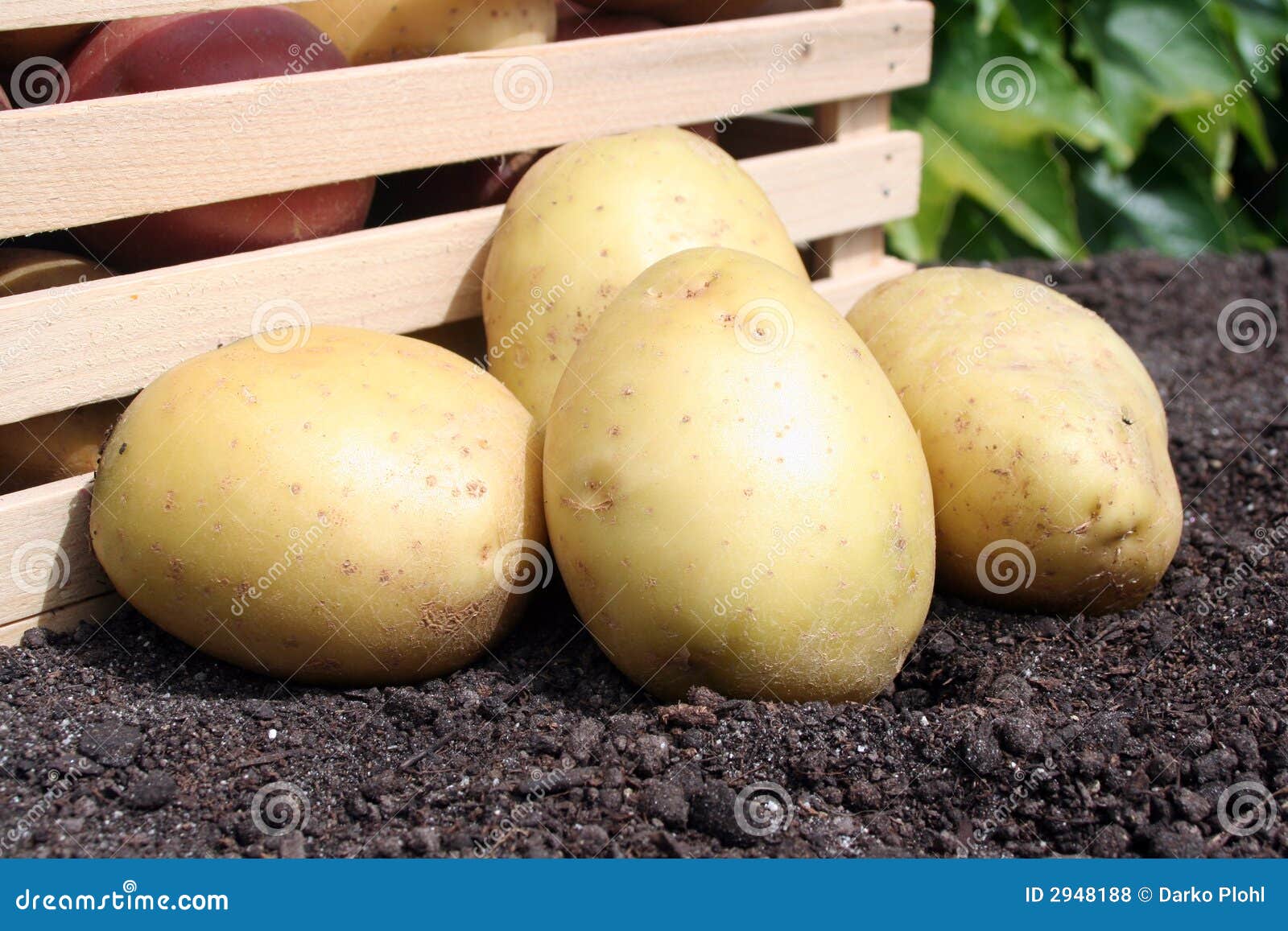 Young potato stock photo. Image of root, food, agriculture - 2948188