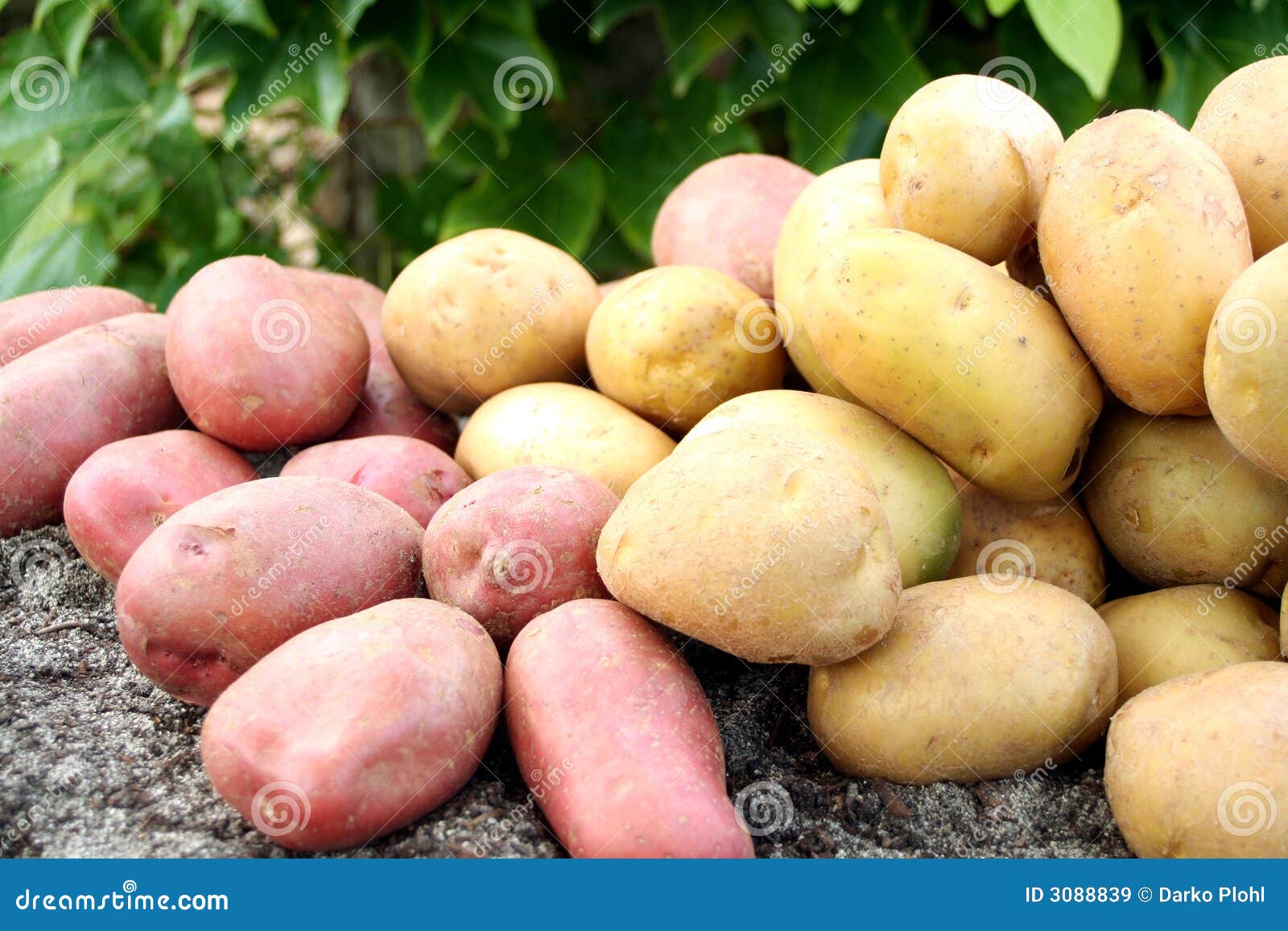 Young potato stock image. Image of wooden, vegetable, skin - 3088839