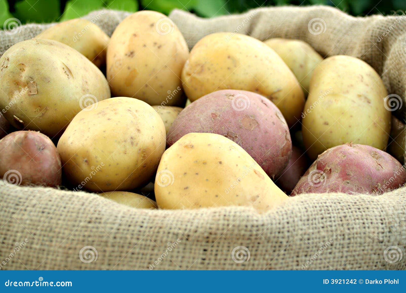 Young potato stock photo. Image of bale, tuberosum, white - 3921242