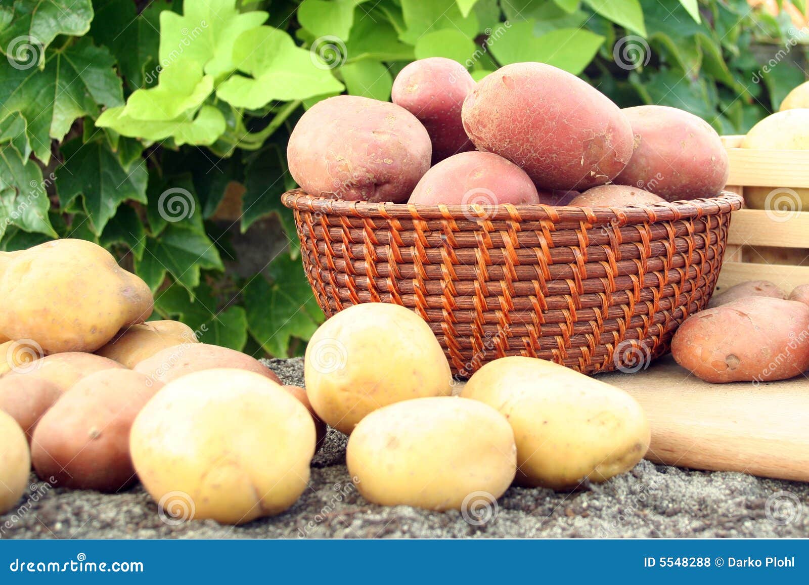 Young potato stock photo. Image of potato, recipe, sack - 5548288