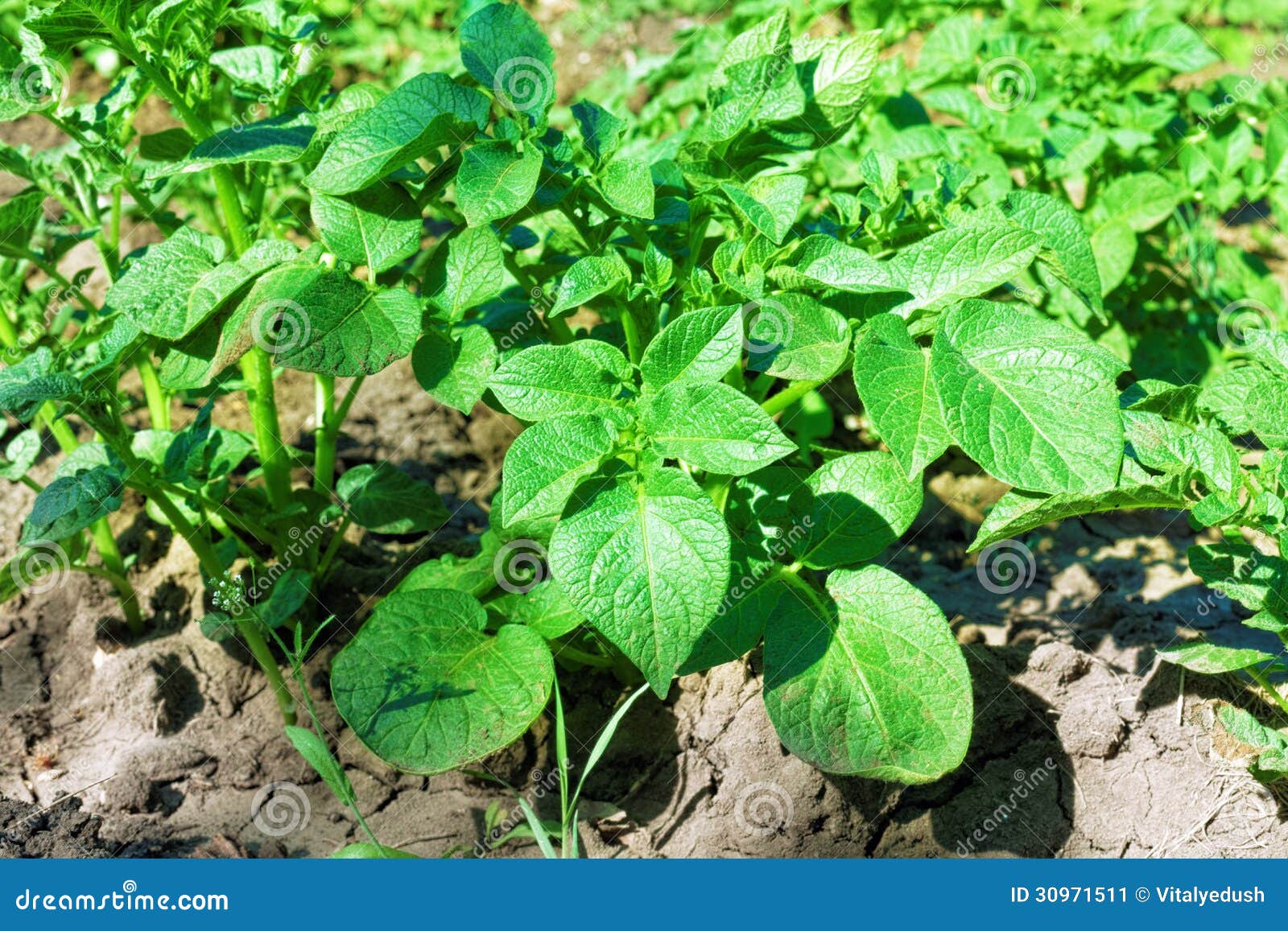 Young Potato Bush on the Ground in a Field. Stock Image - Image of ...