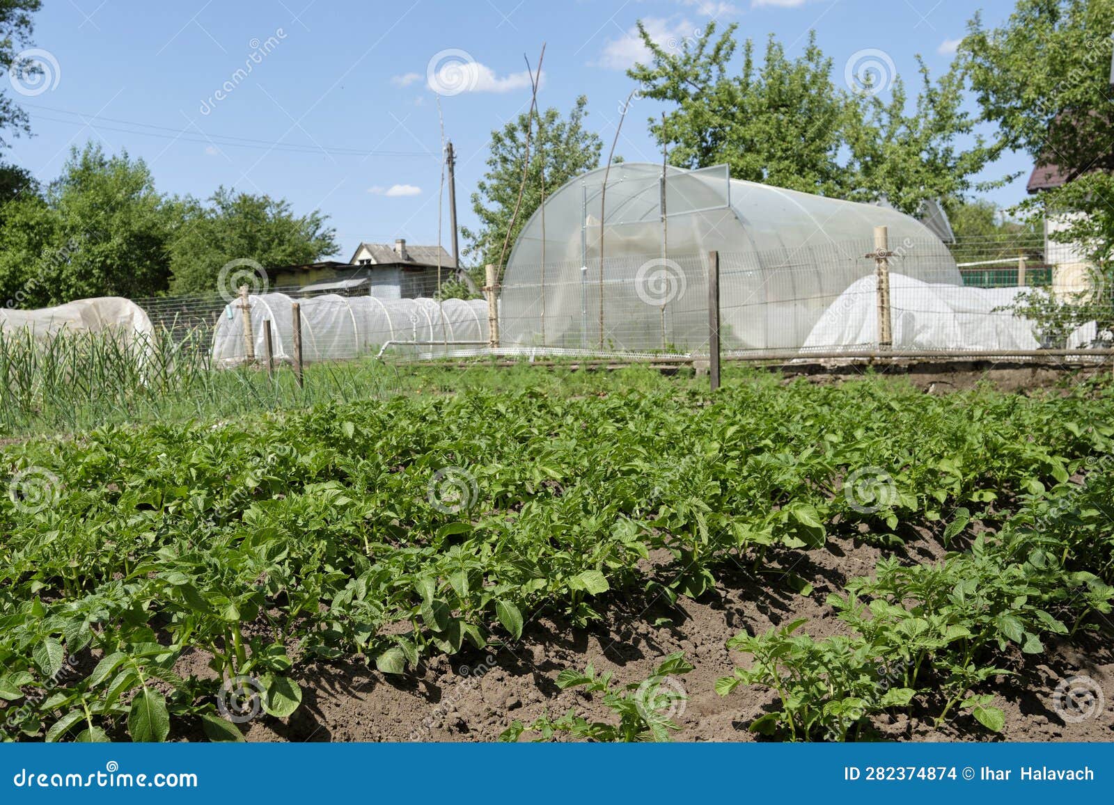 Young Potato Bushes in the Garden at a Small House Stock Photo - Image ...