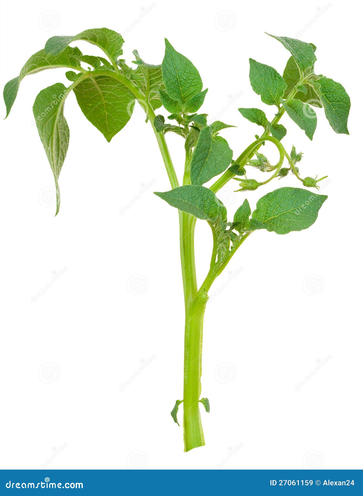 Young potato sprout stock image. Image of potato, potatoes - 27061159